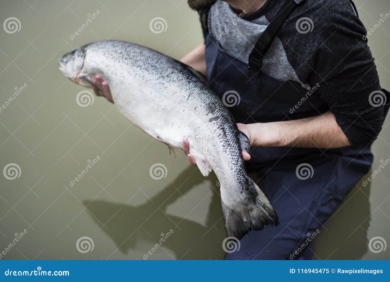 Man Caught Huge Salmon Fish Stock Image - Image of outdoor, catching ...