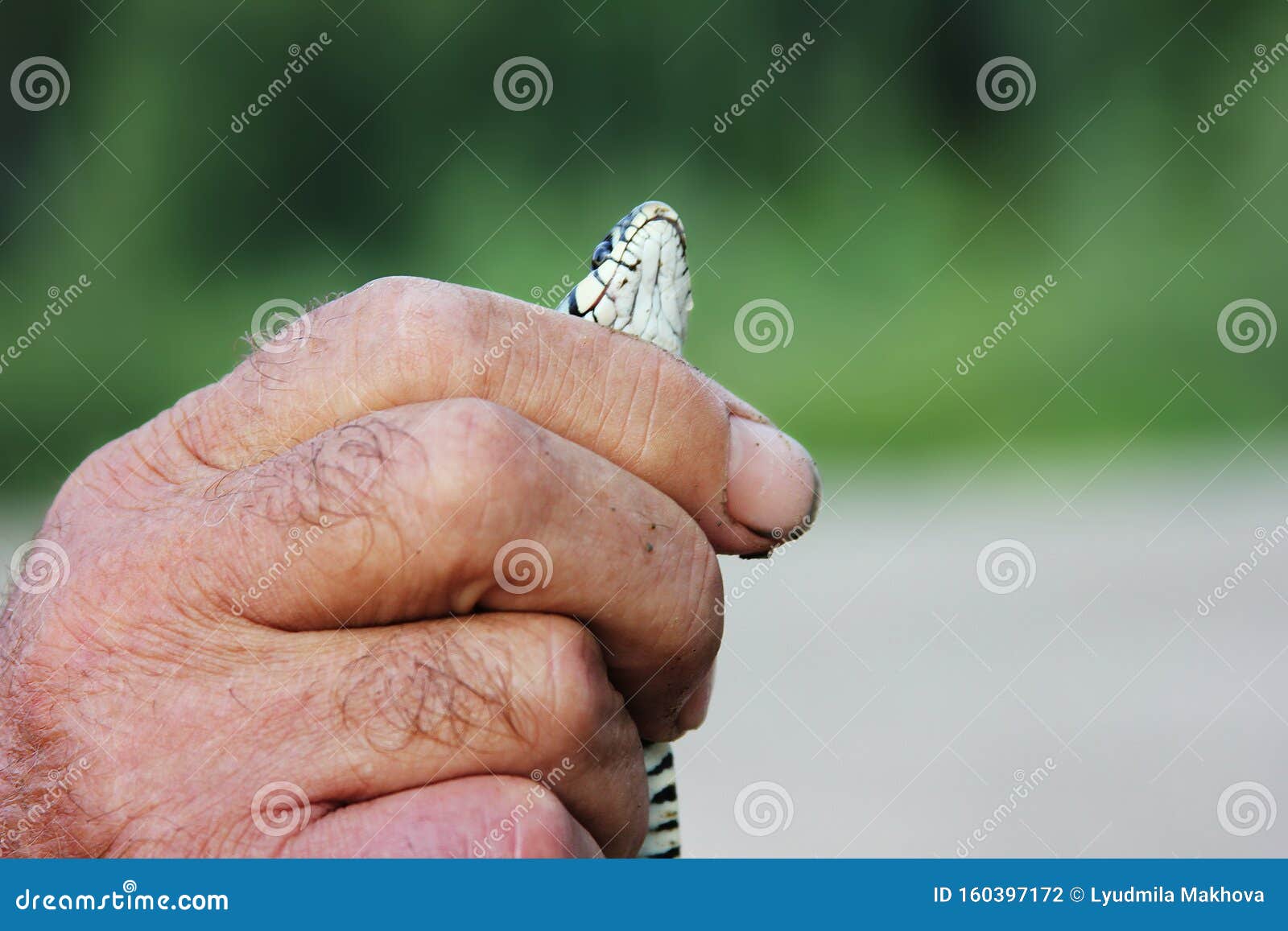 A Man Caught a Snake and Hold Her Head on the Green Background Stock ...
