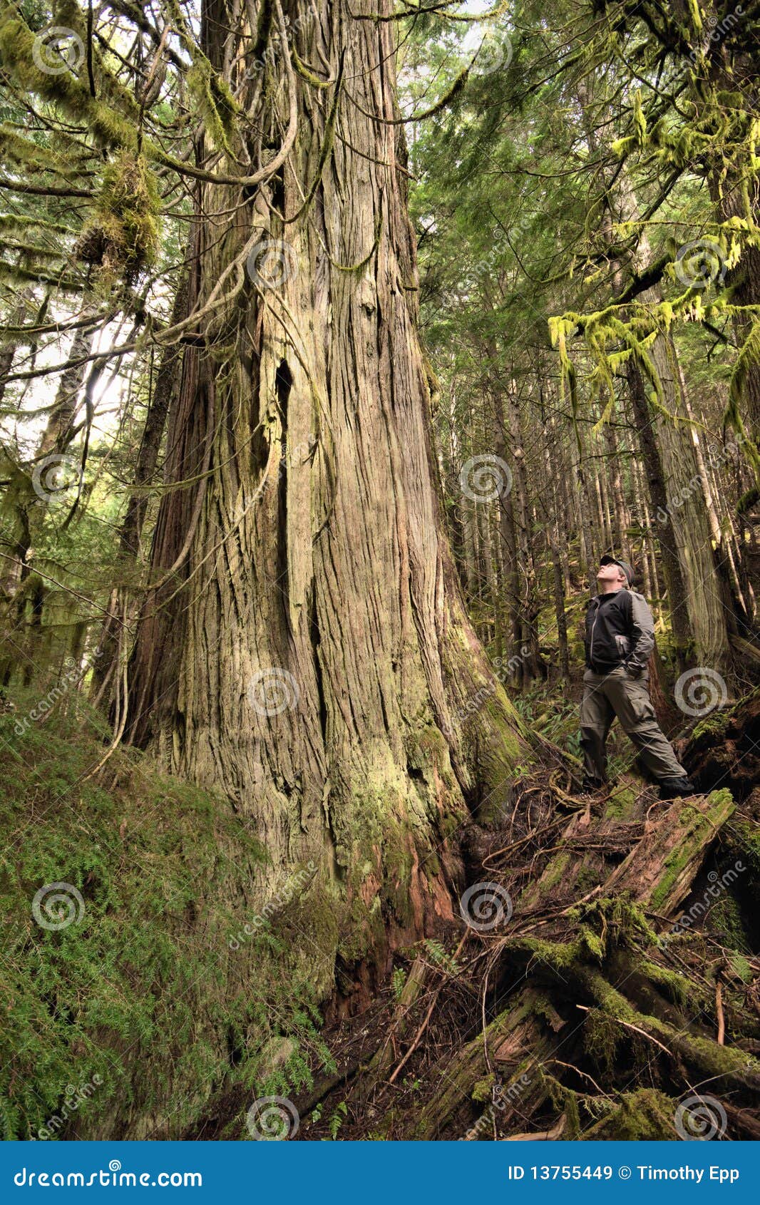 Man and cedar stock image. Image of peaceful, person - 13755449