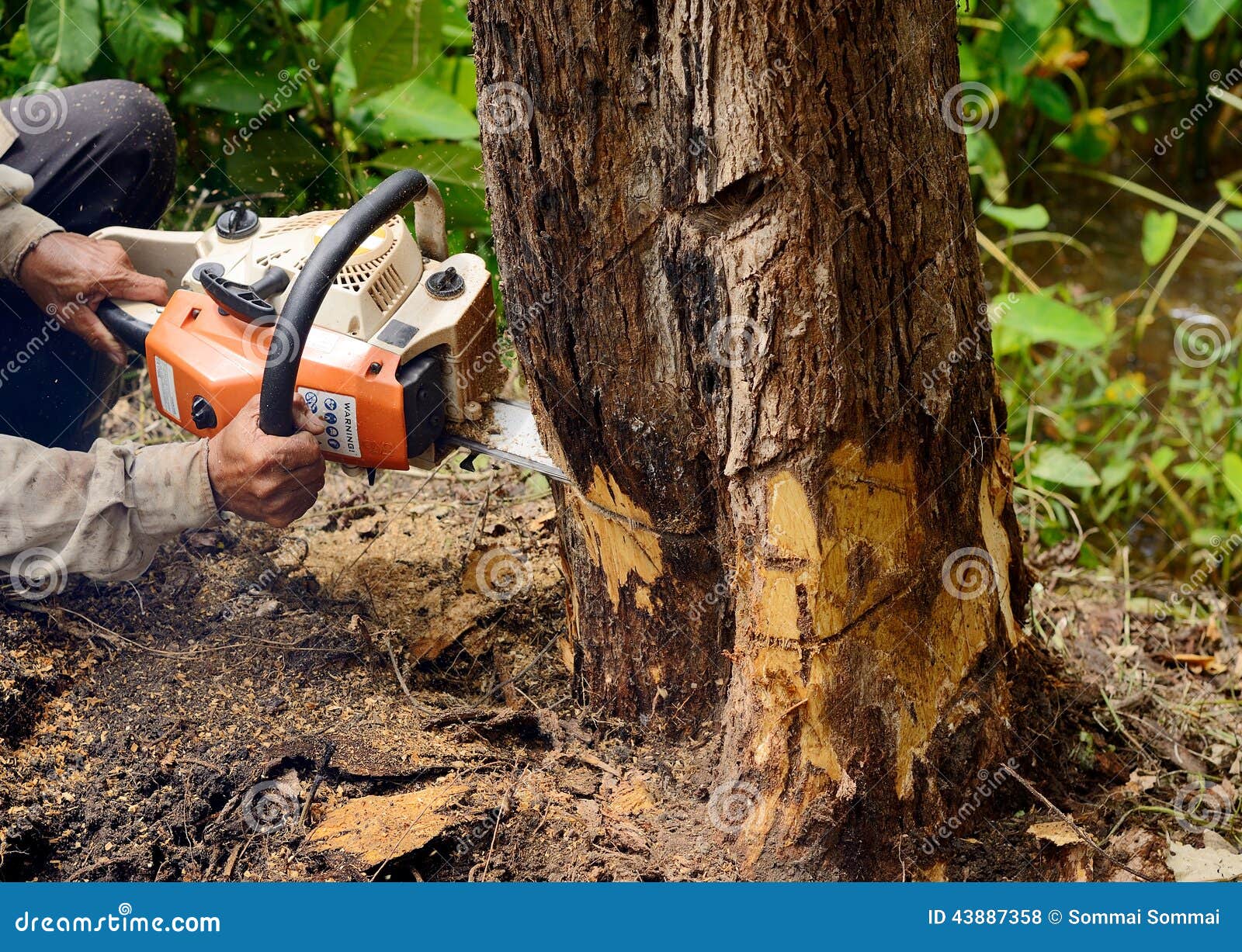 Man with Chainsaw Cutting the Tree Stock Photo - Image of tool, sawdust ...