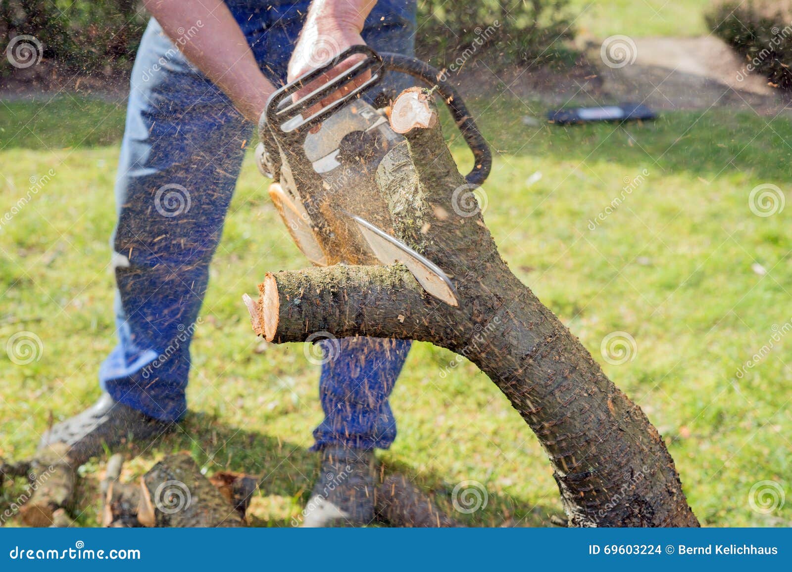 Chainsaw Cutting Into Tree Of Sawdust And Chippings An Uprooted Broken ...