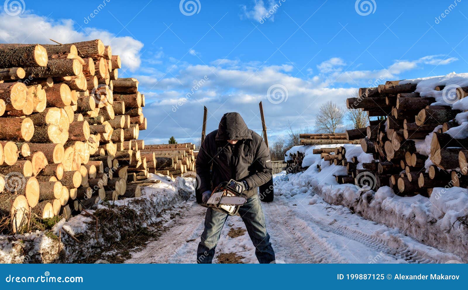 Man with a Chainsaw at Logging Stock Image - Image of work, industry ...