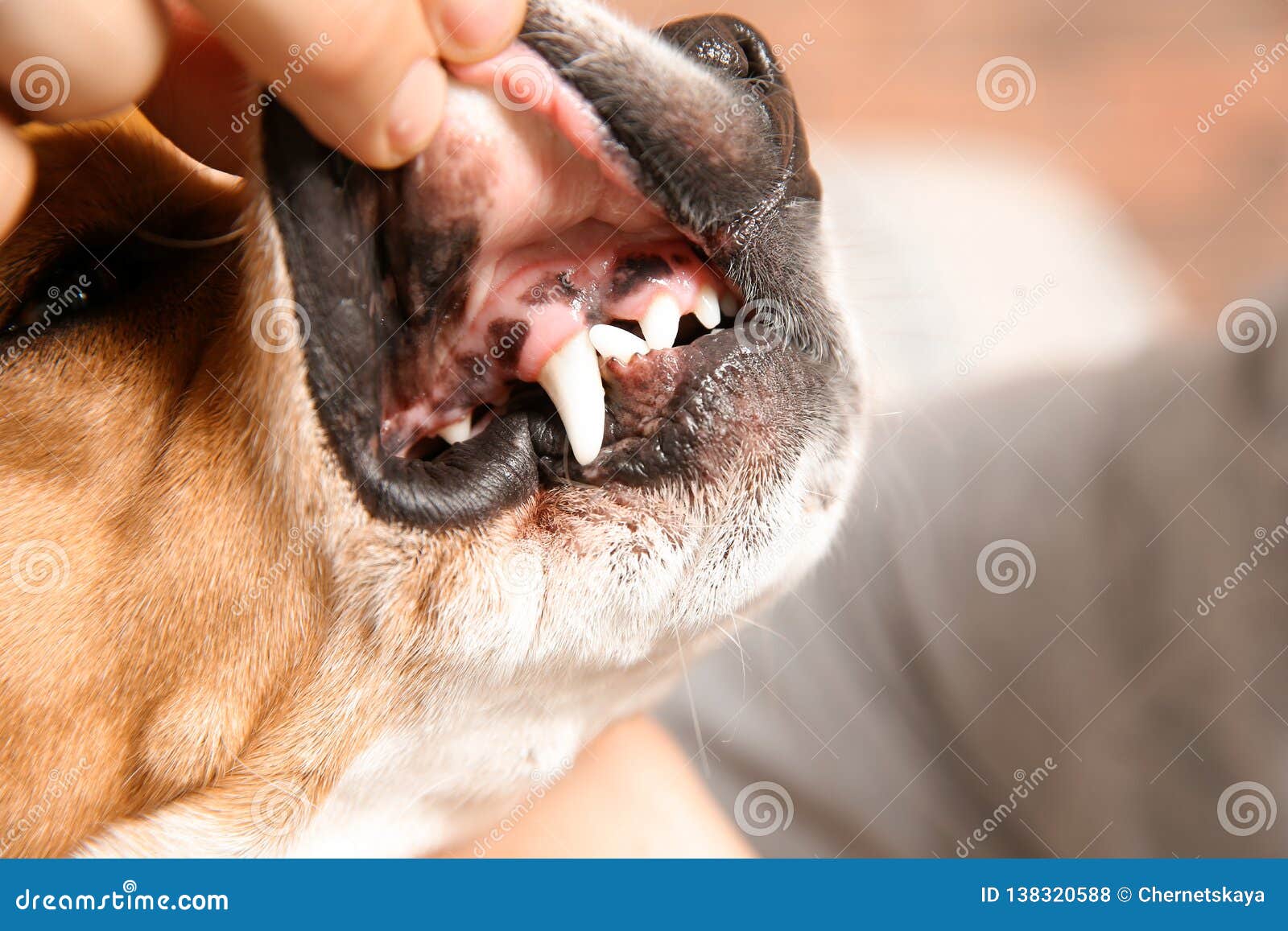 Man Checking Dog`s Teeth. Pet Care Stock Photo - Image of canine ...