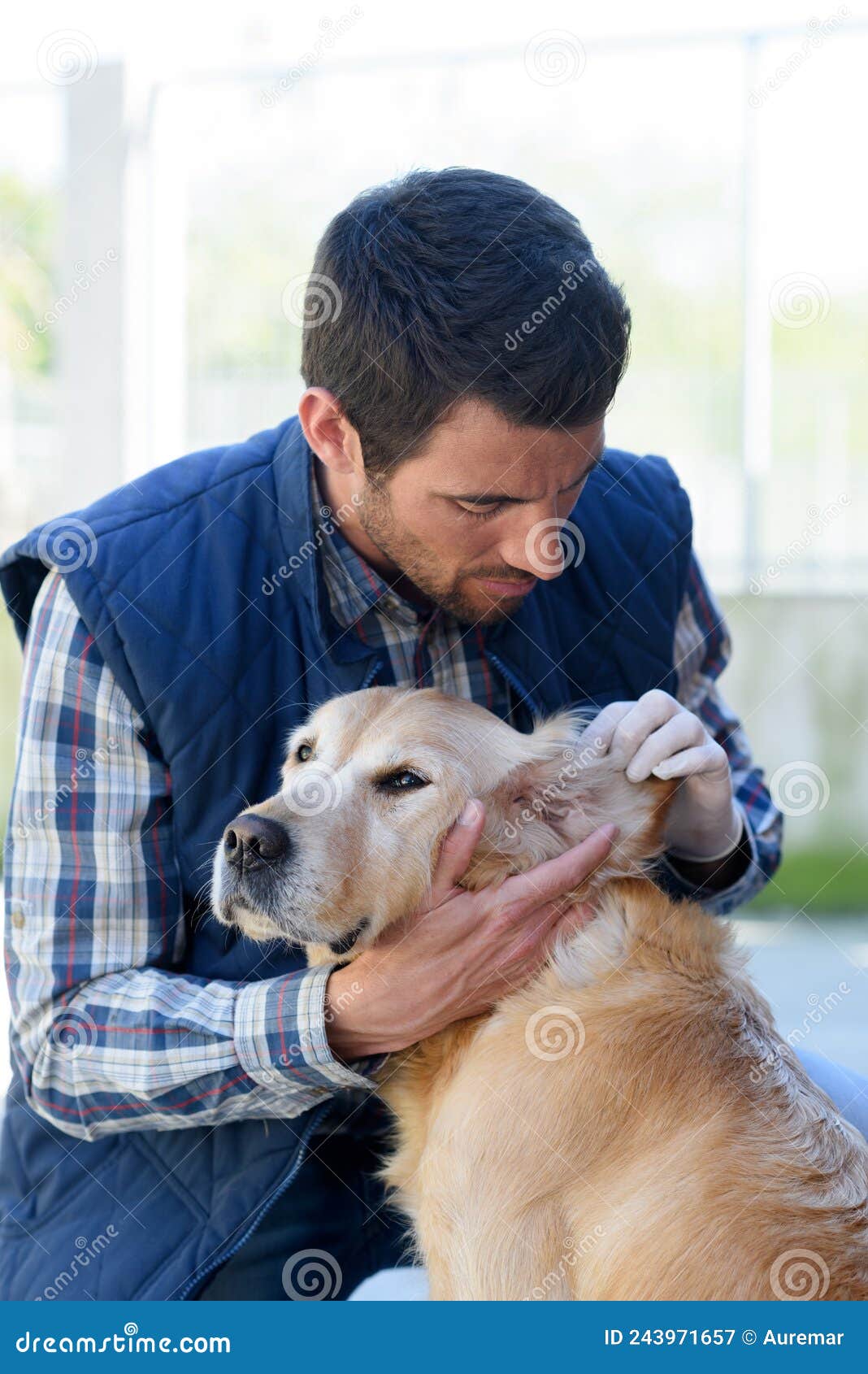 Man checking dogs ear stock image. Image of safe, head - 243971657