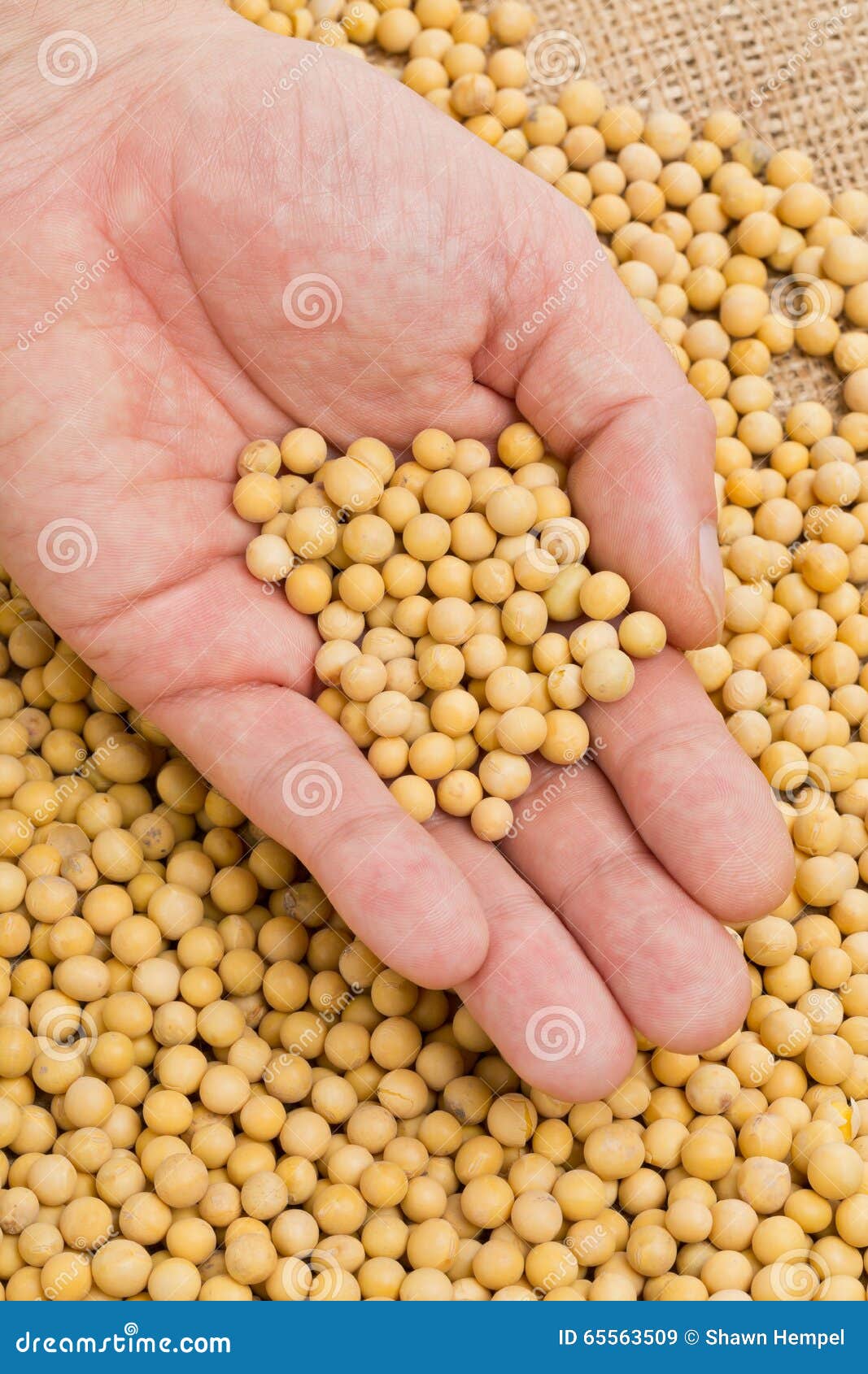 Man checking dry soybeans stock image. Image of health - 65563509