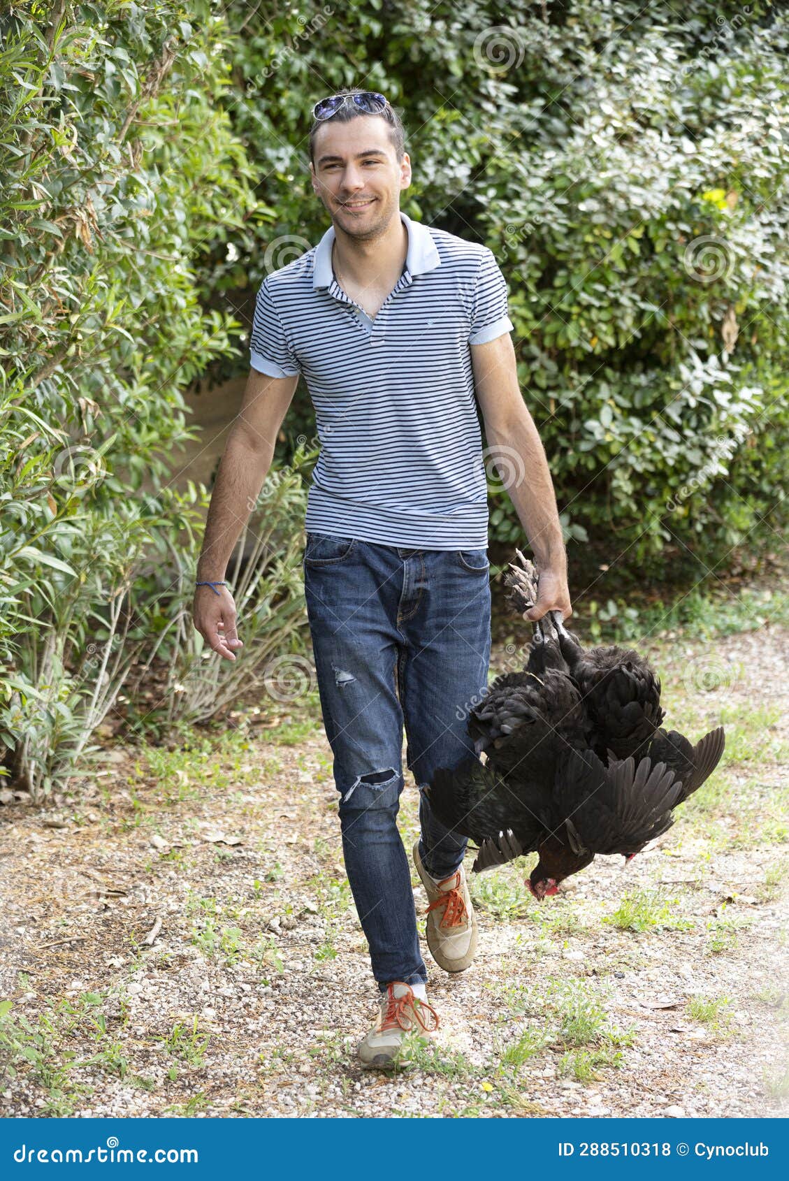 Man and chicken stock photo. Image of nature, agriculture - 288510318