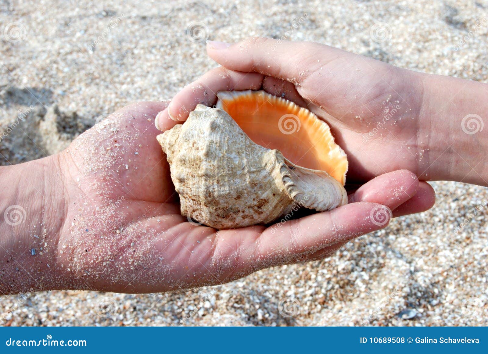 Man and Child Keeps Seashell Stock Photo - Image of heat, nature: 10689508