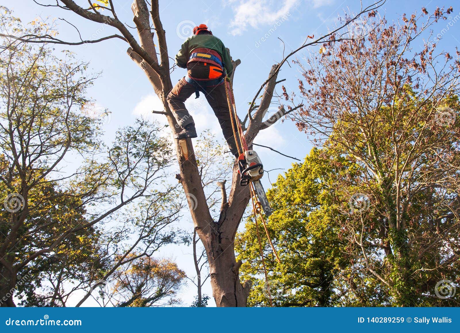 Man clambering up tree stock image. Image of trees, machine - 140289259