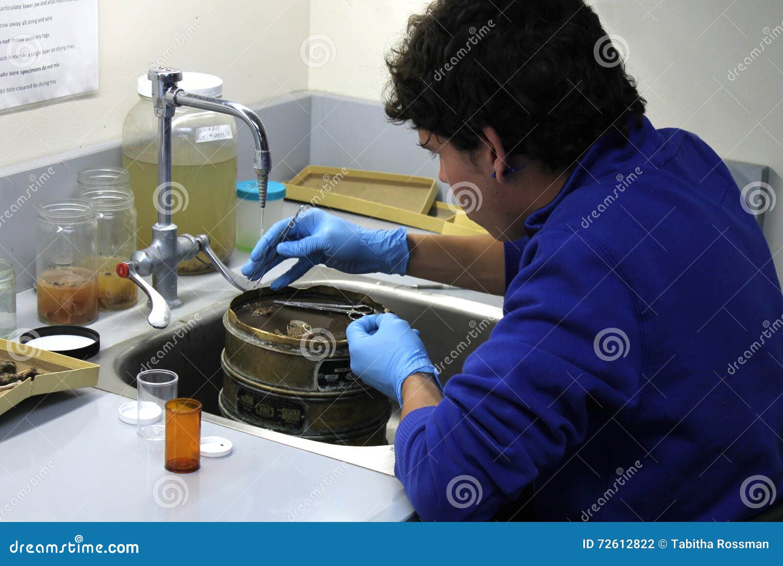Man cleaning bones editorial photography. Image of taxidermy - 72612822