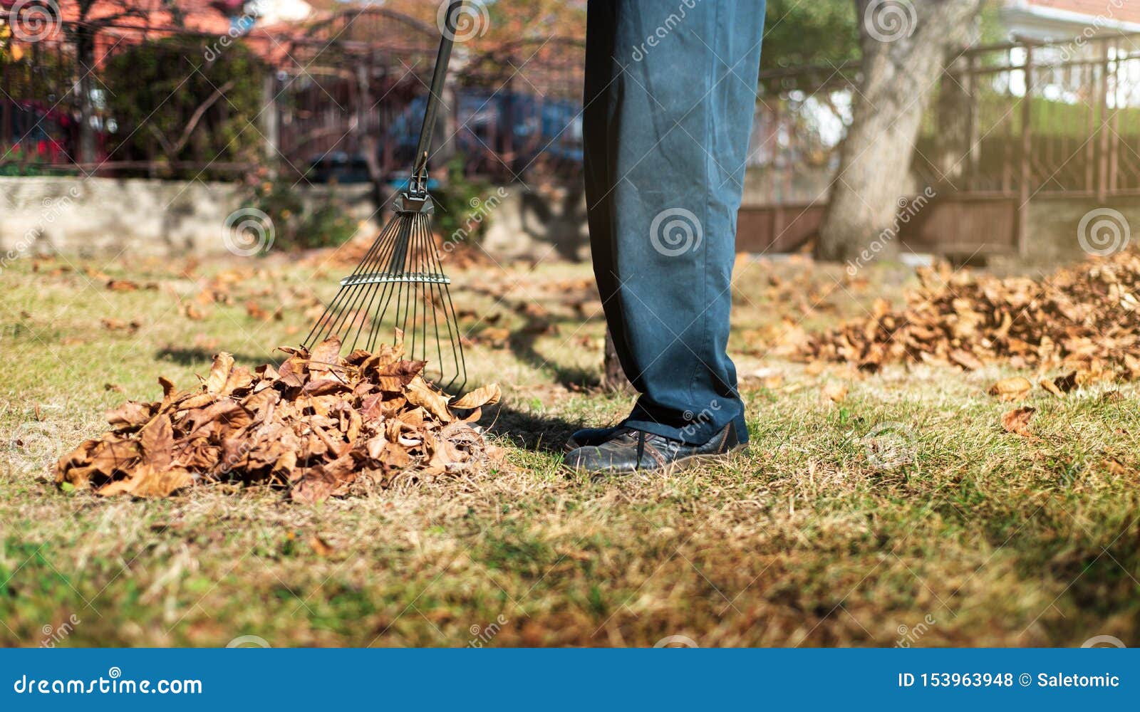 Man Cleaning Fallen Autumn Leaves in the Yard Stock Photo - Image of ...