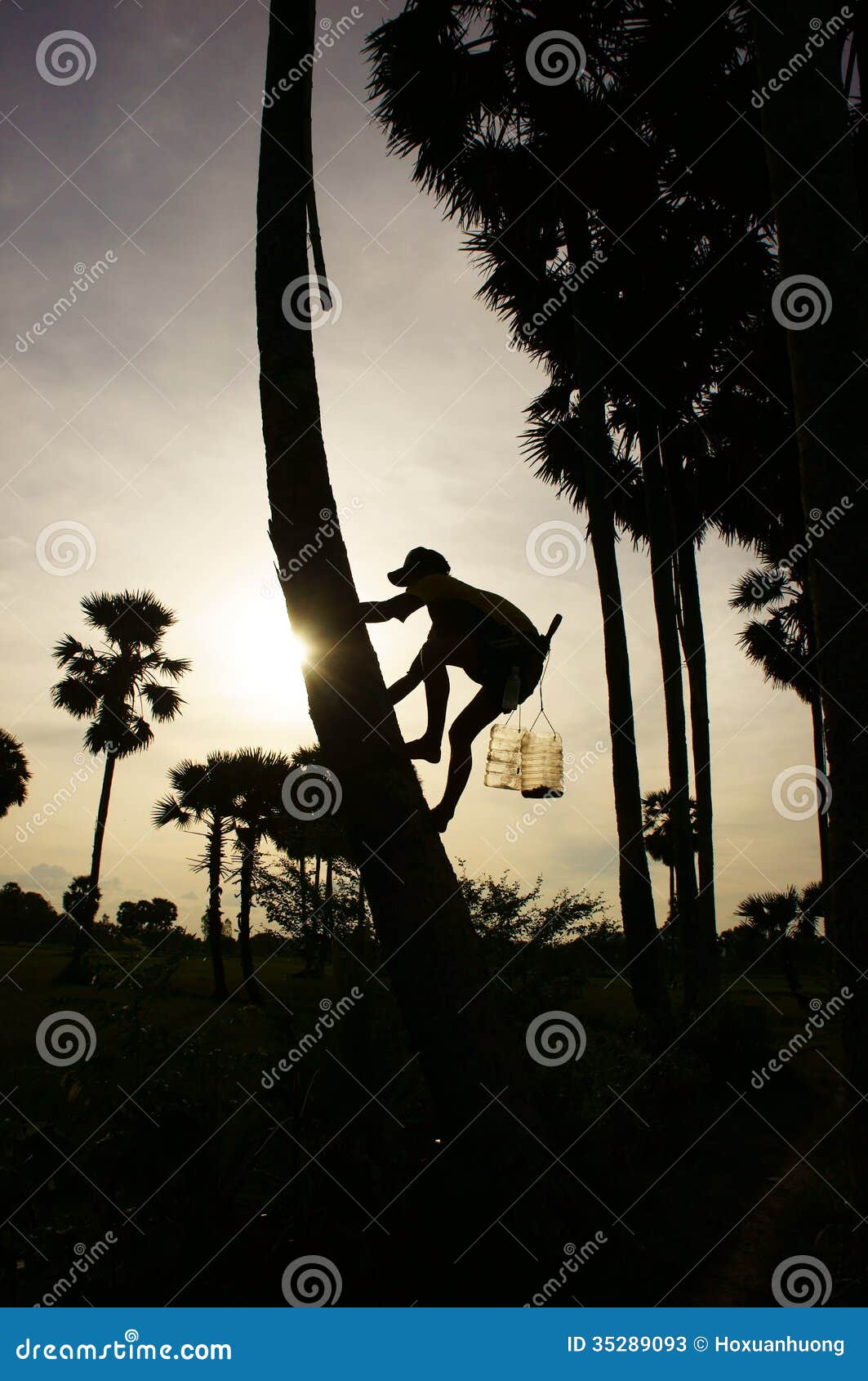 Man climb palm tree stock image. Image of country, colors - 35289093