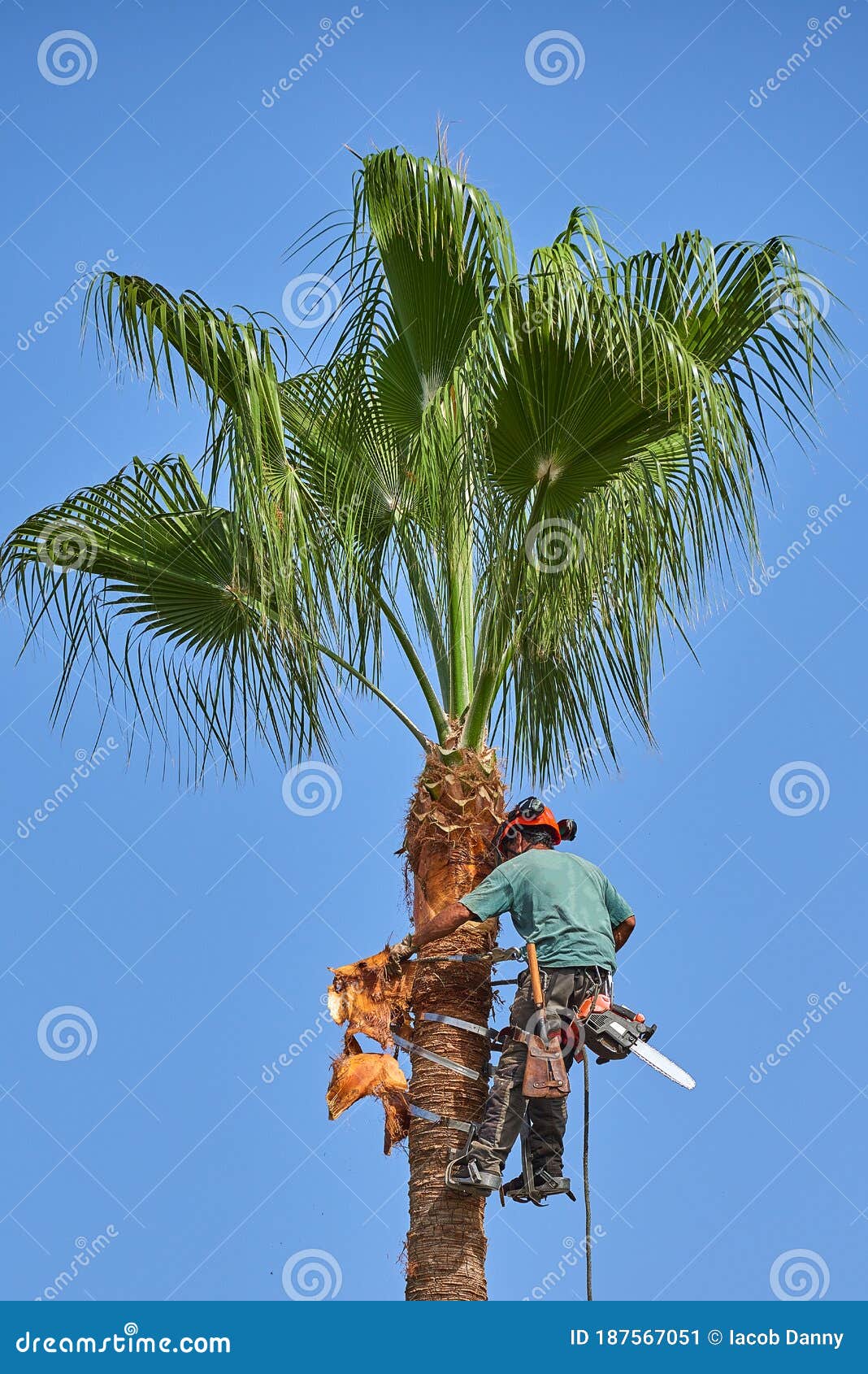 Man Climbed a Palm Tree,man Cleans a Palm Editorial Photo - Image of ...