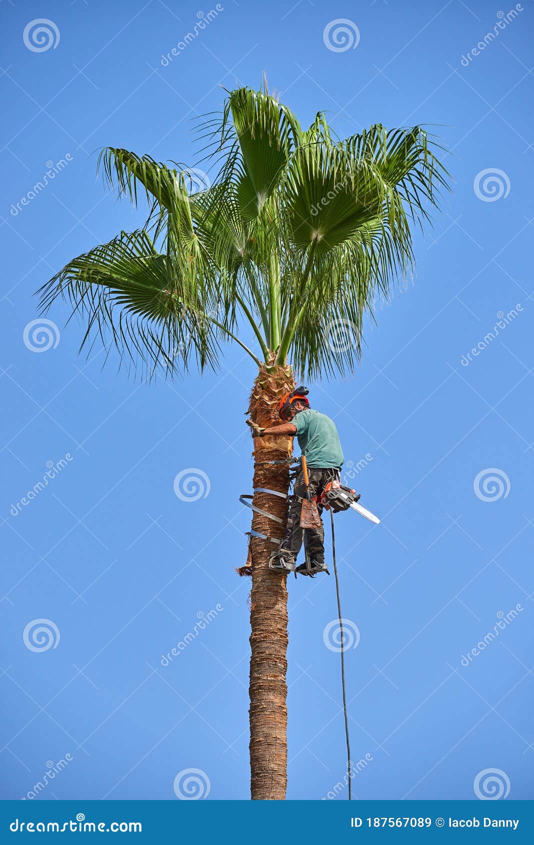 Man Climbed a Palm Tree,man Cleans a Palm Editorial Stock Image - Image ...