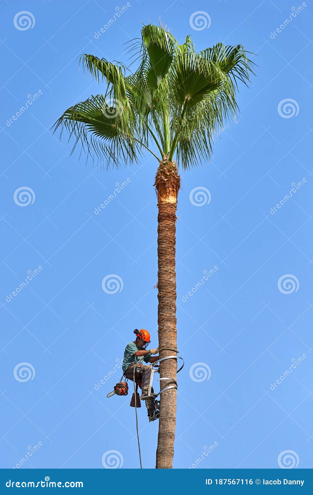 Man Climbed a Palm Tree,man Cleans a Palm Editorial Photo - Image of ...