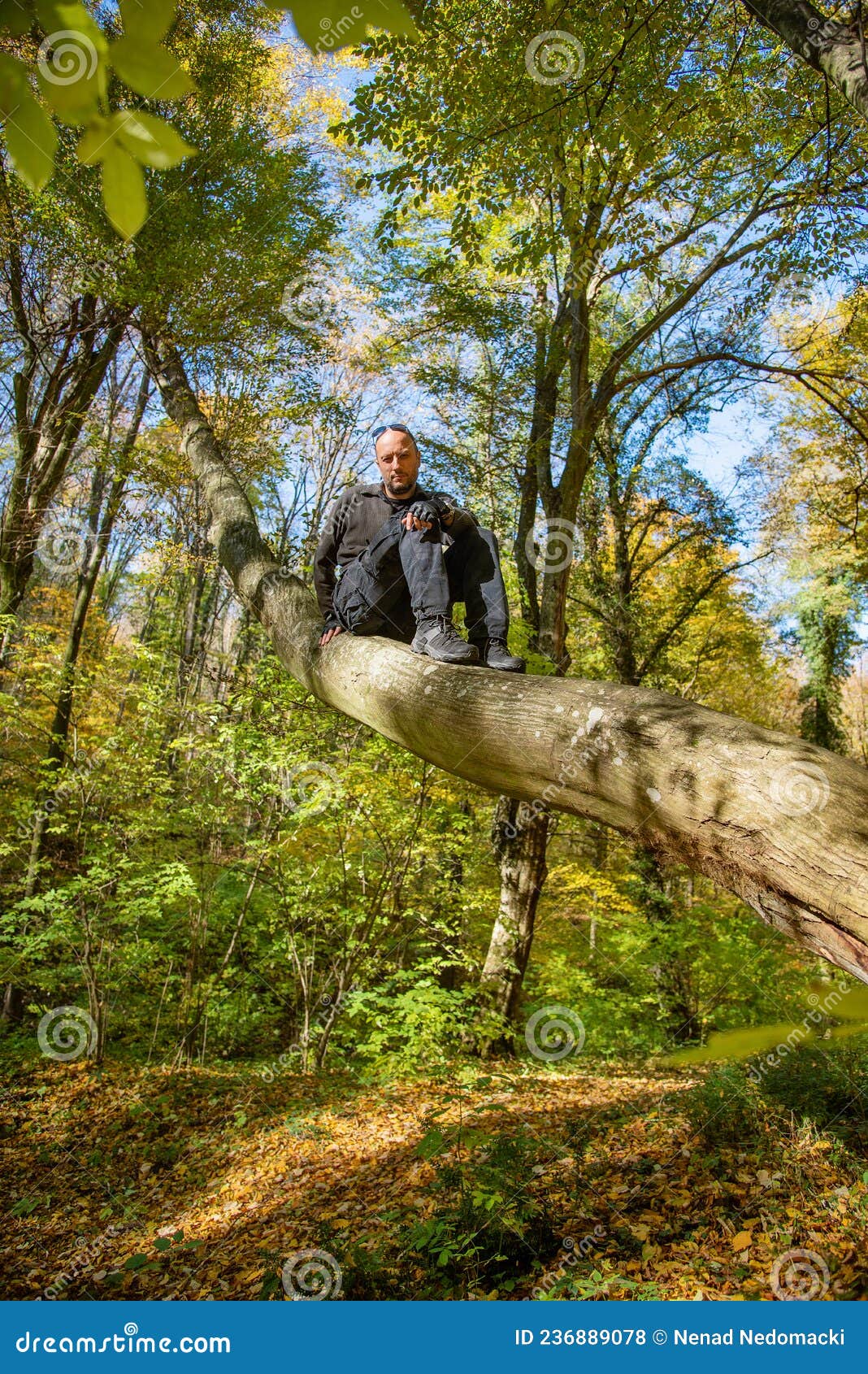 Man Climbed on Tree. Man Sitting in a Tree in an Autumn Forest Stock ...