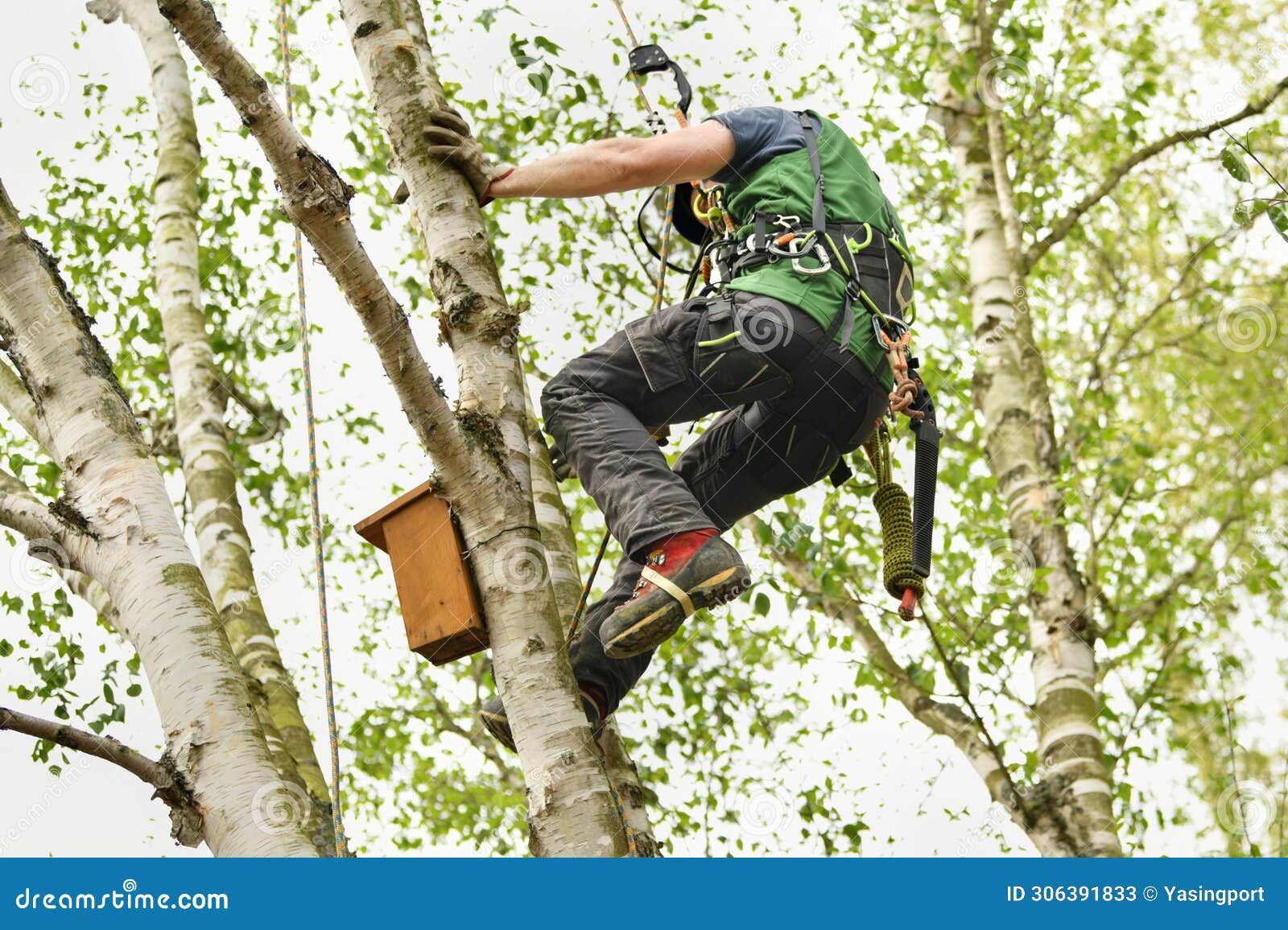 Man Climber on a Tree To Trim Branches Stock Image - Image of climb ...