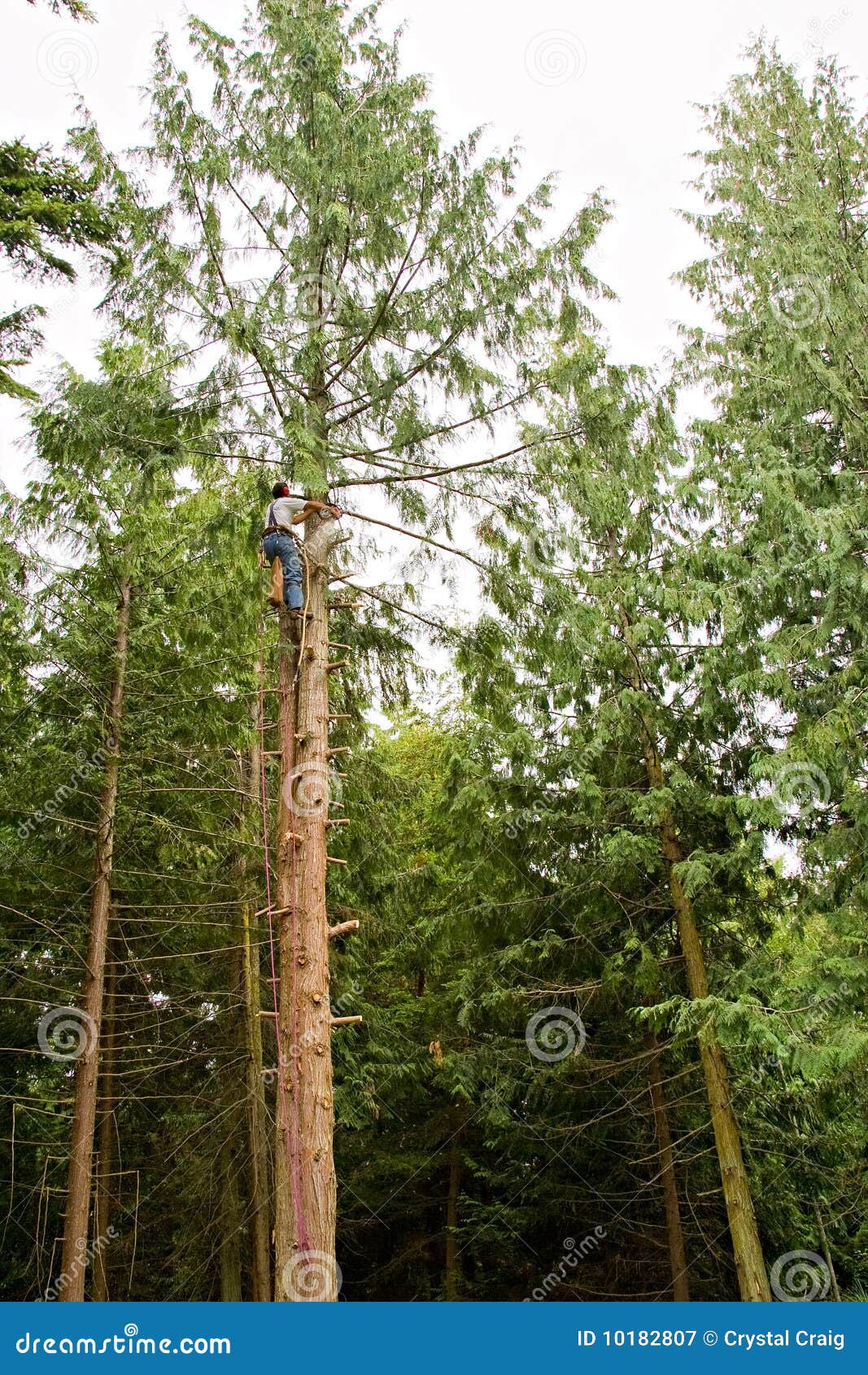 Man climbing a tall tree stock image. Image of maintenance - 10182807