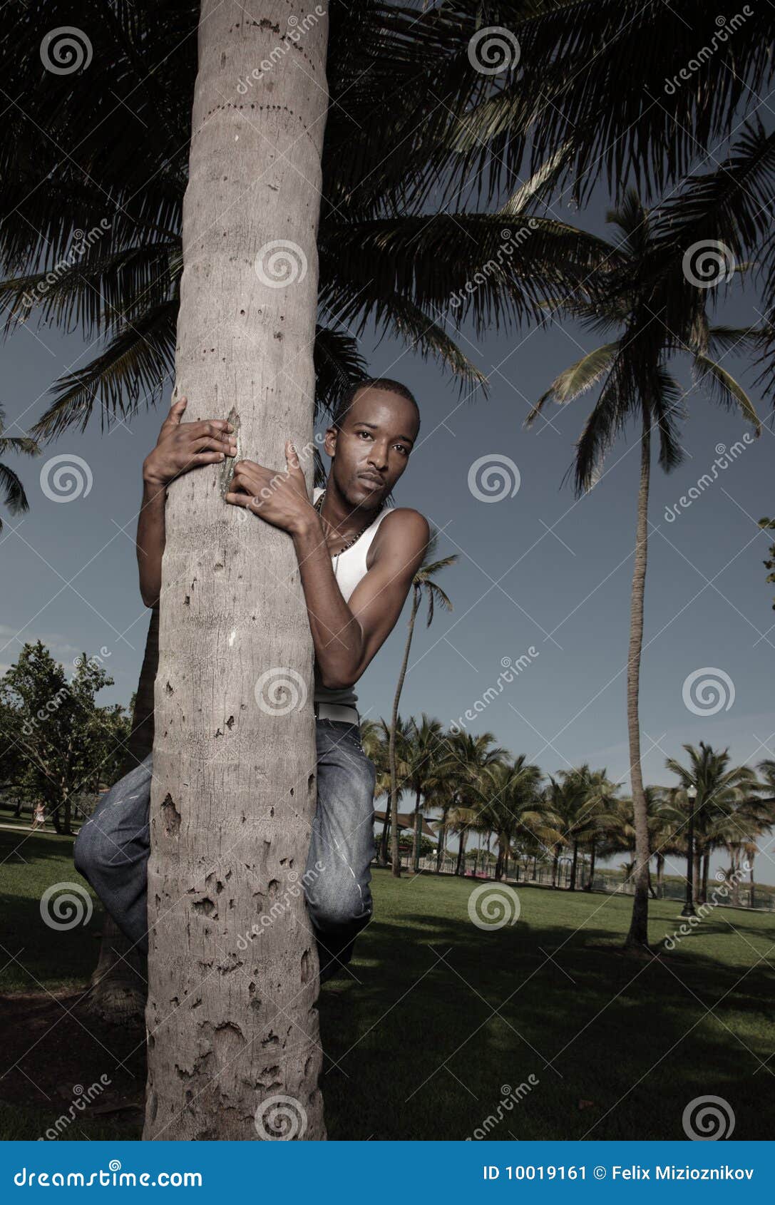 Man climbing a tree stock image. Image of tropical, outside - 10019161