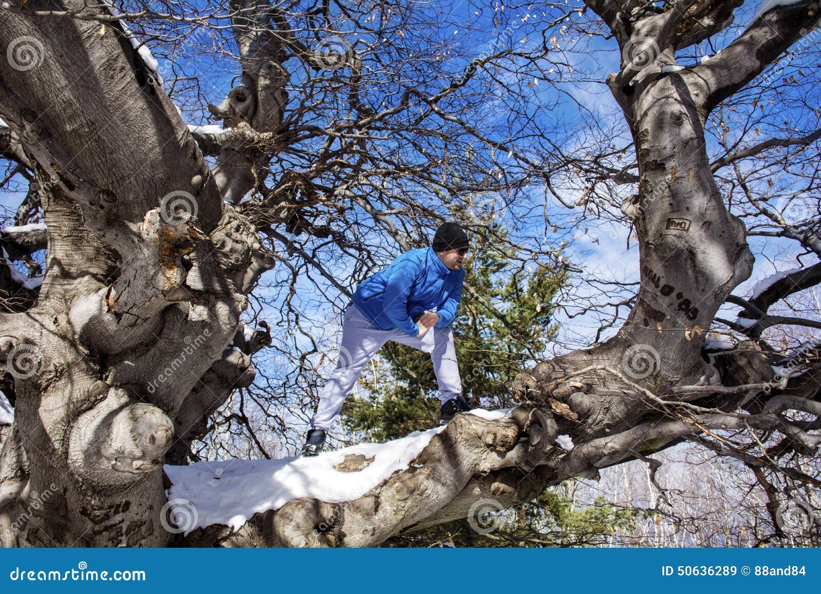 Man Climbing a Venerable Tree Stock Image - Image of falling, activity ...