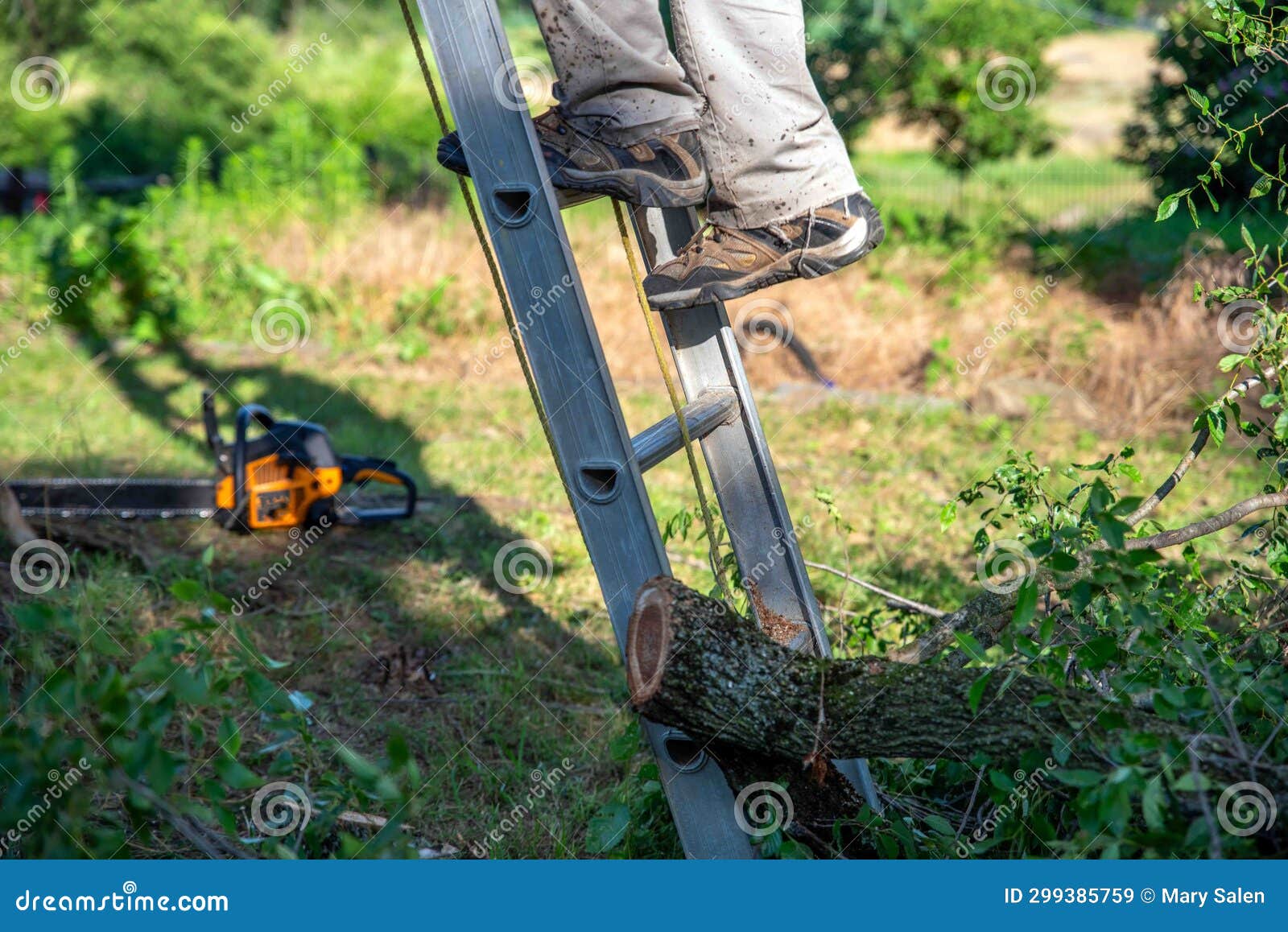 Working Man Climbs a Ladder Against a Big Tree with Cut Branches Stock ...