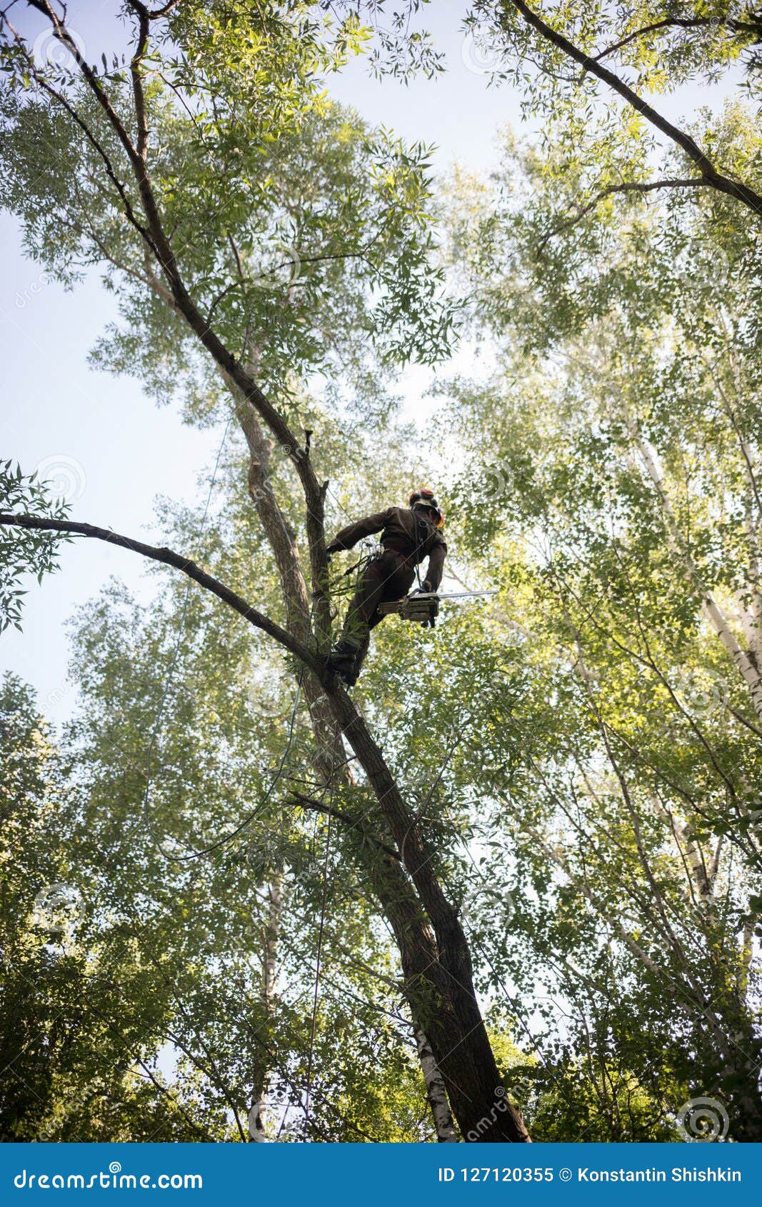 Man Climbs Up on a Tree Using Ropes.the Man is Wearing Safety Equipment ...
