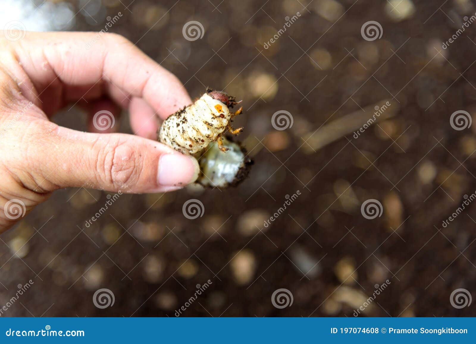Closeup To Coconut Beetle Worm Stock Photo - Image of macro, coleoptera ...