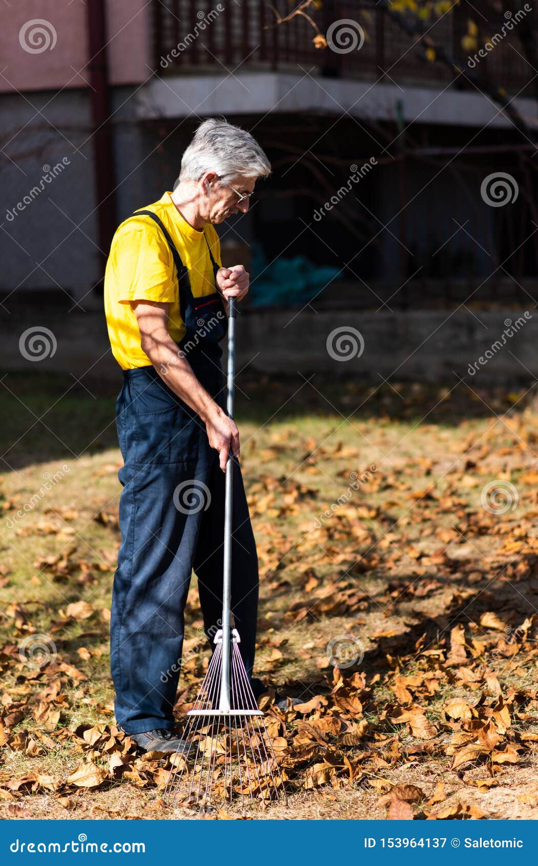 Man Collecting Fallen Autumn Leaves in the Yard Stock Image - Image of ...