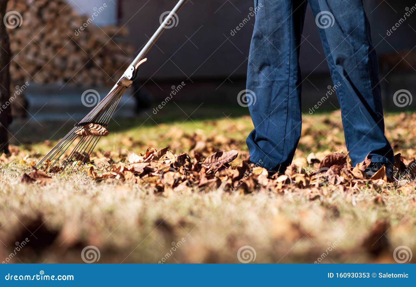 Man Collecting Fallen Autumn Leaves in the Yard Stock Image - Image of ...
