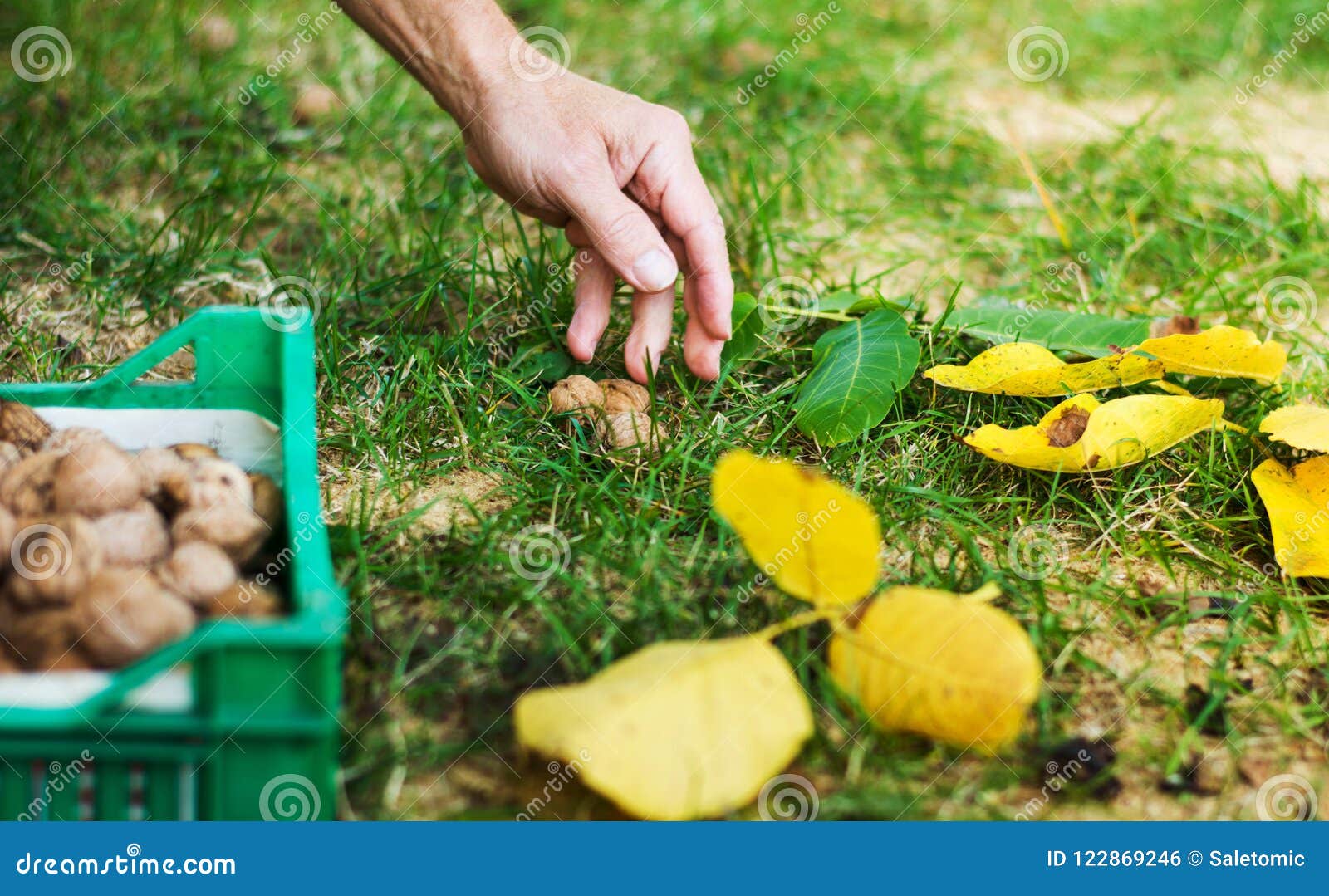 Man Collecting Walnuts in the Field Stock Photo - Image of collector ...