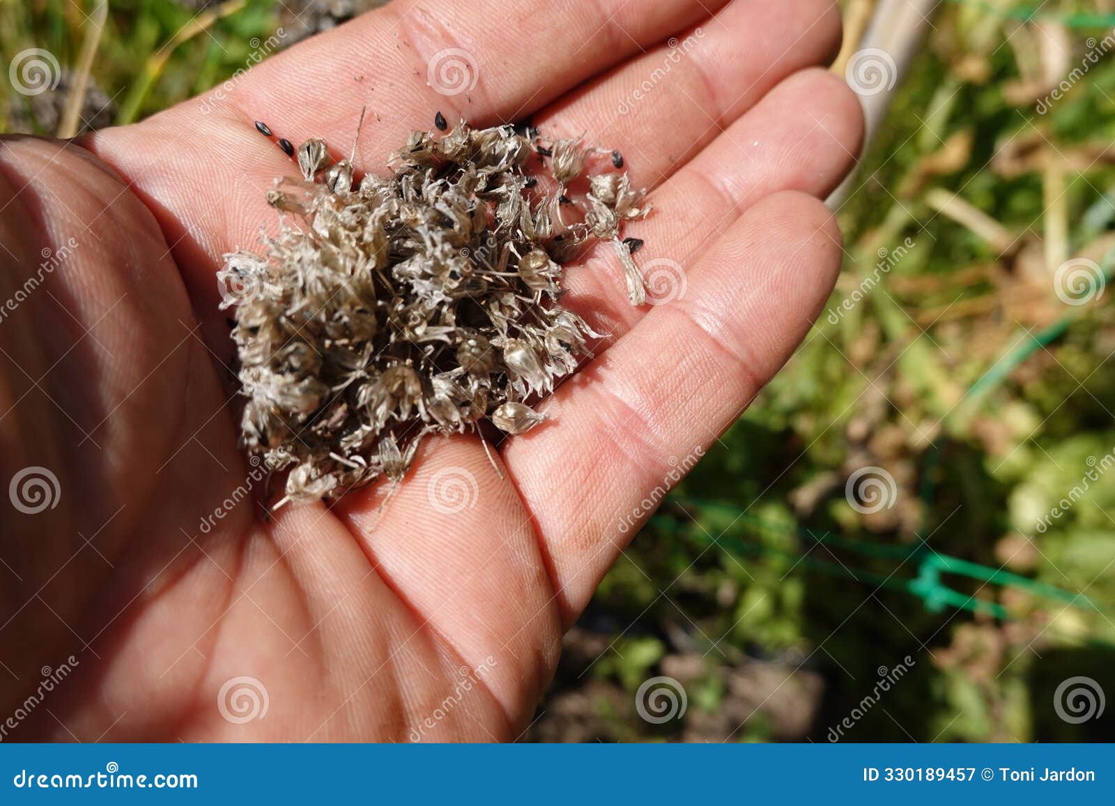 Man Collects Chive Seeds for Sowing. Chive Seeds in His Hand Stock ...