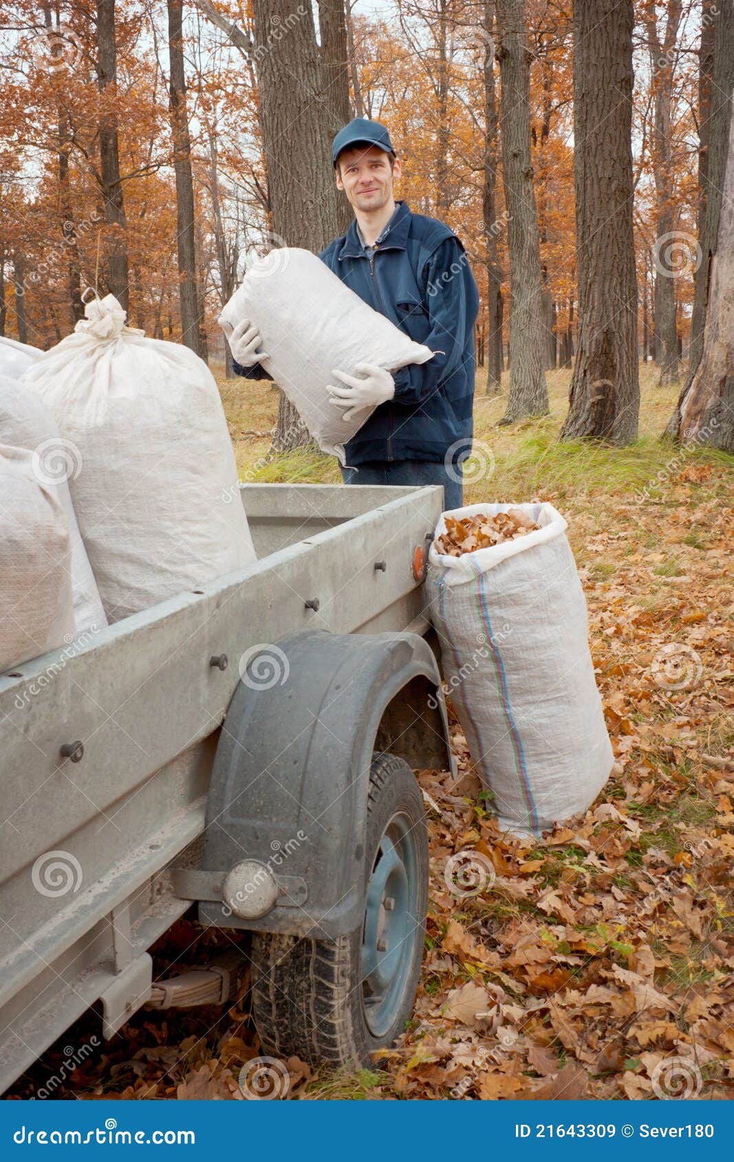 A Man Collects in a Grove of Leaves Stock Image - Image of foliage ...