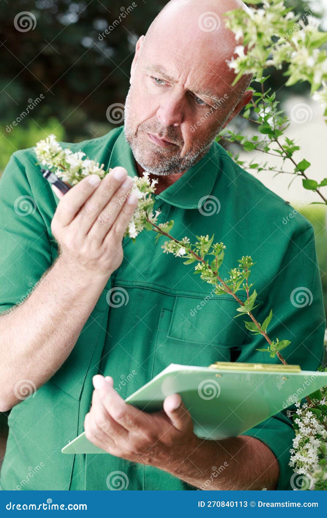 Man Controlling Growth Plant Stock Image - Image of homegrownproduce ...