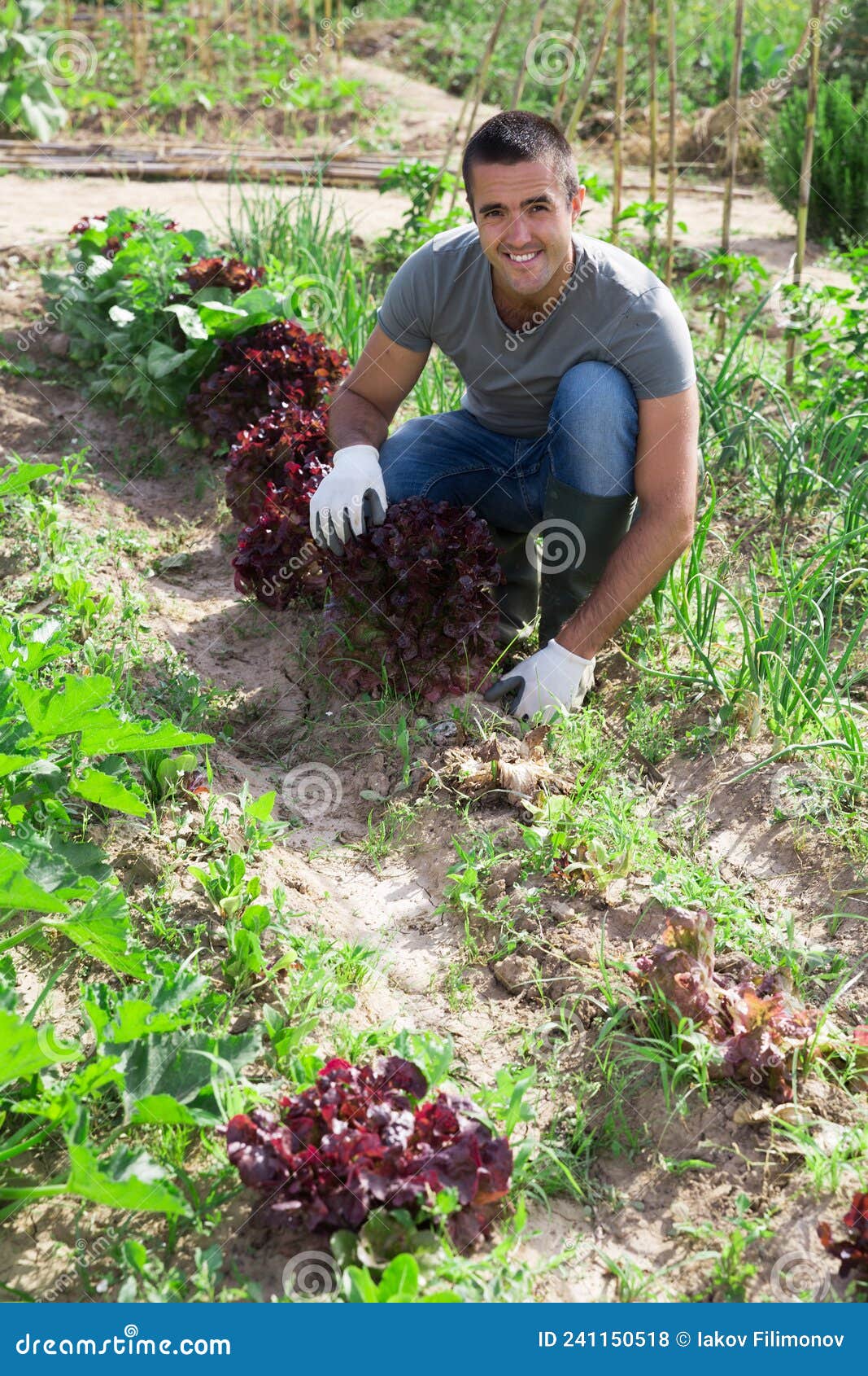Man Controlling Process of Growing Plants in Vegetable Garden Stock ...