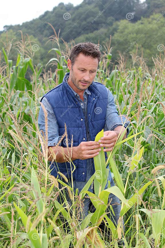 Man in corn field stock image. Image of test, corn, agricultural - 16362479