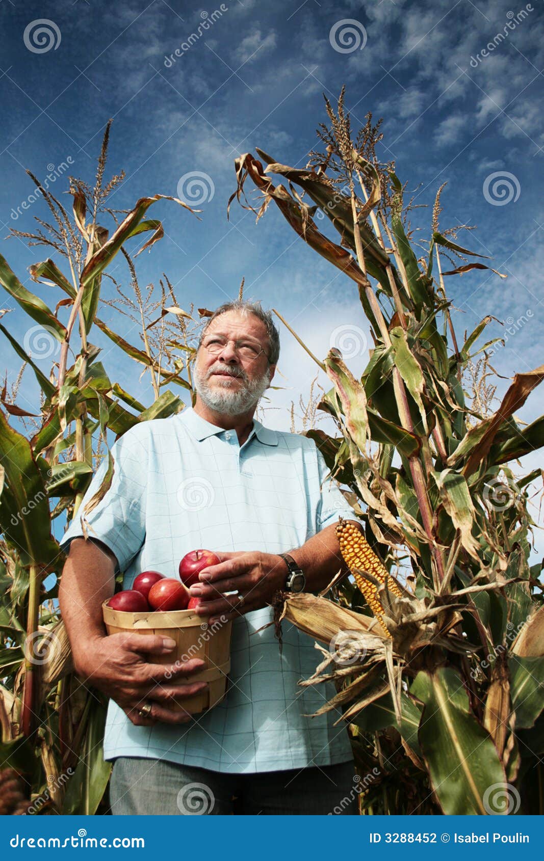 Man in corn field stock photo. Image of autumn, beautiful - 3288452