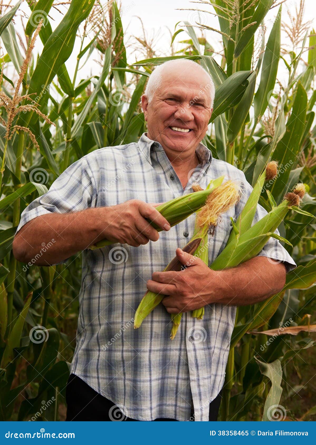 Man in corn field stock image. Image of plant, ground - 38358465
