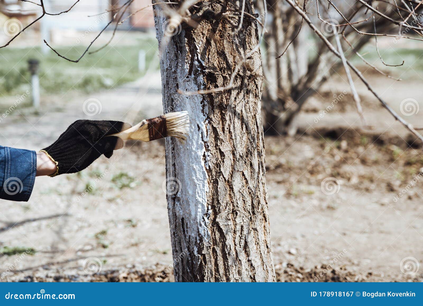 Man Covering the Tree with White Paint To Protect Against Rodents ...
