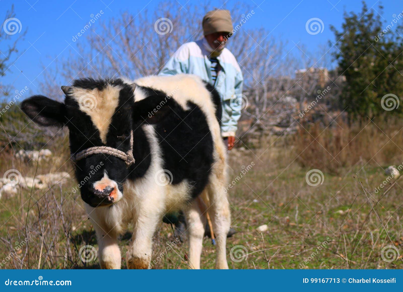 The man and the cow editorial stock photo. Image of standing - 99167713