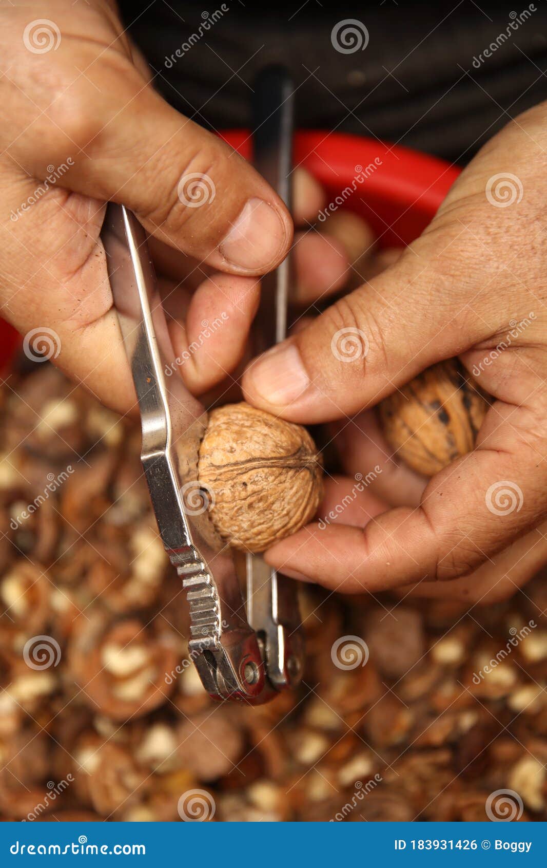 Man Cracking Walnuts with Metal Nutcracker in the Hand Stock Photo ...