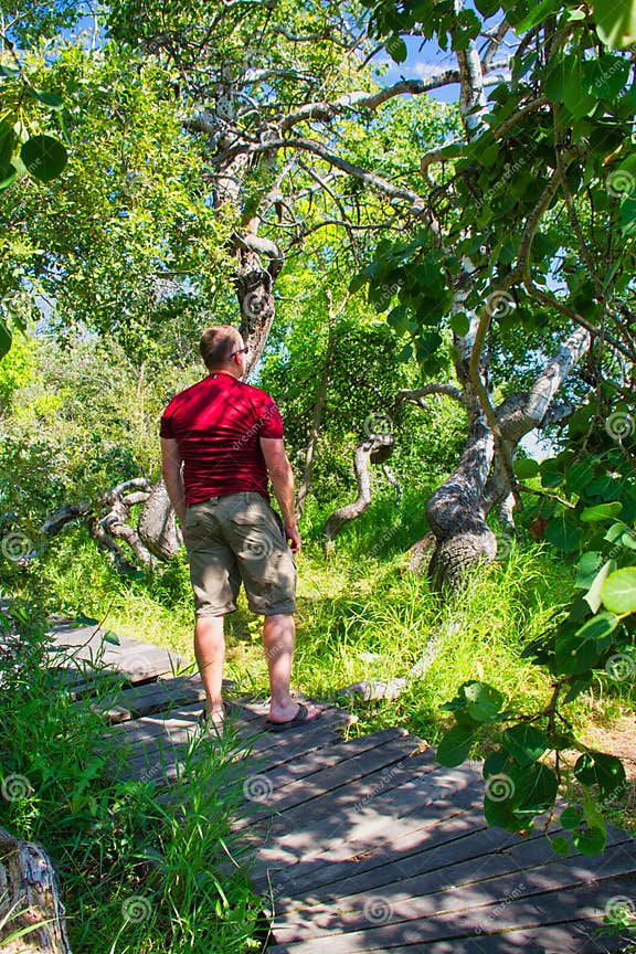 A Man in the Crooked Bush of Saskatchewan Stock Image - Image of canada ...