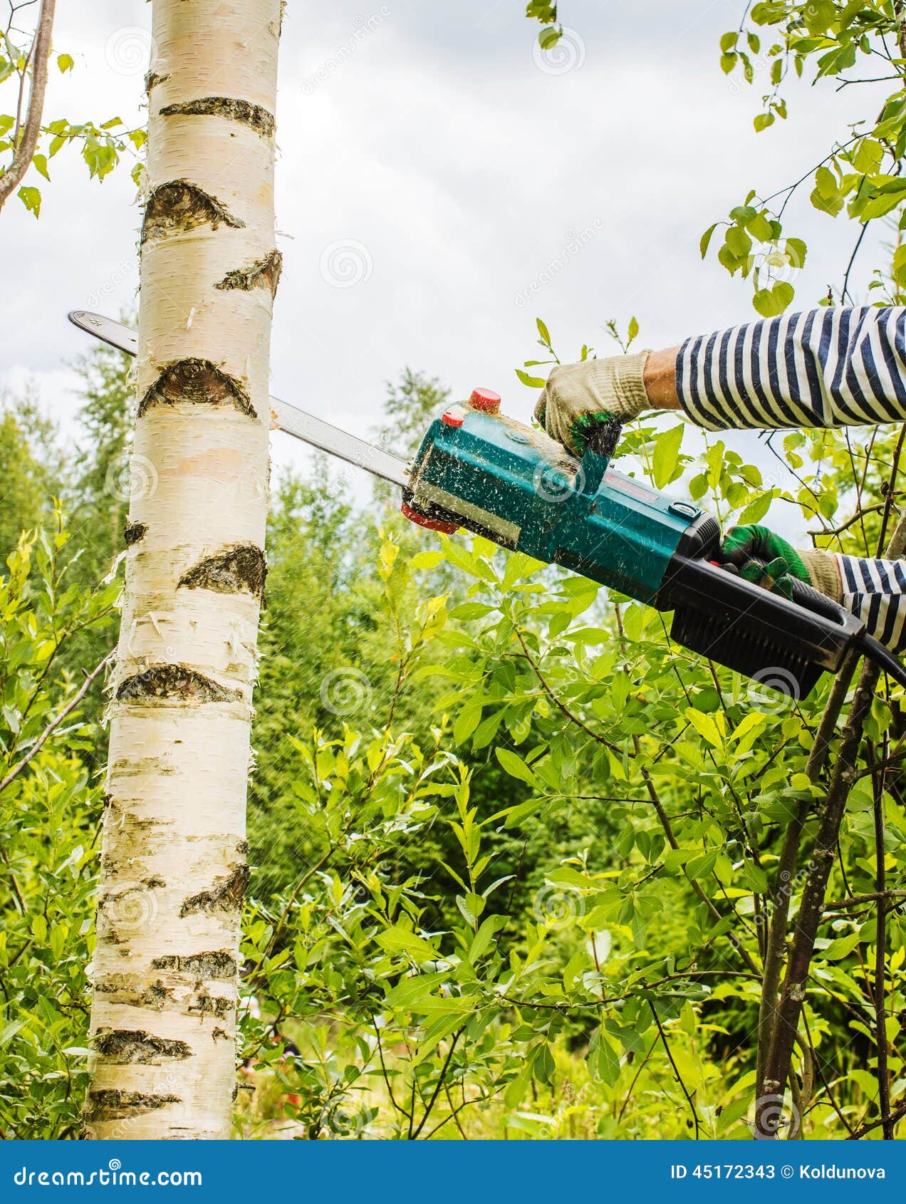 Man Cut Away Fresh Birch Against the Sky Stock Image - Image of ...