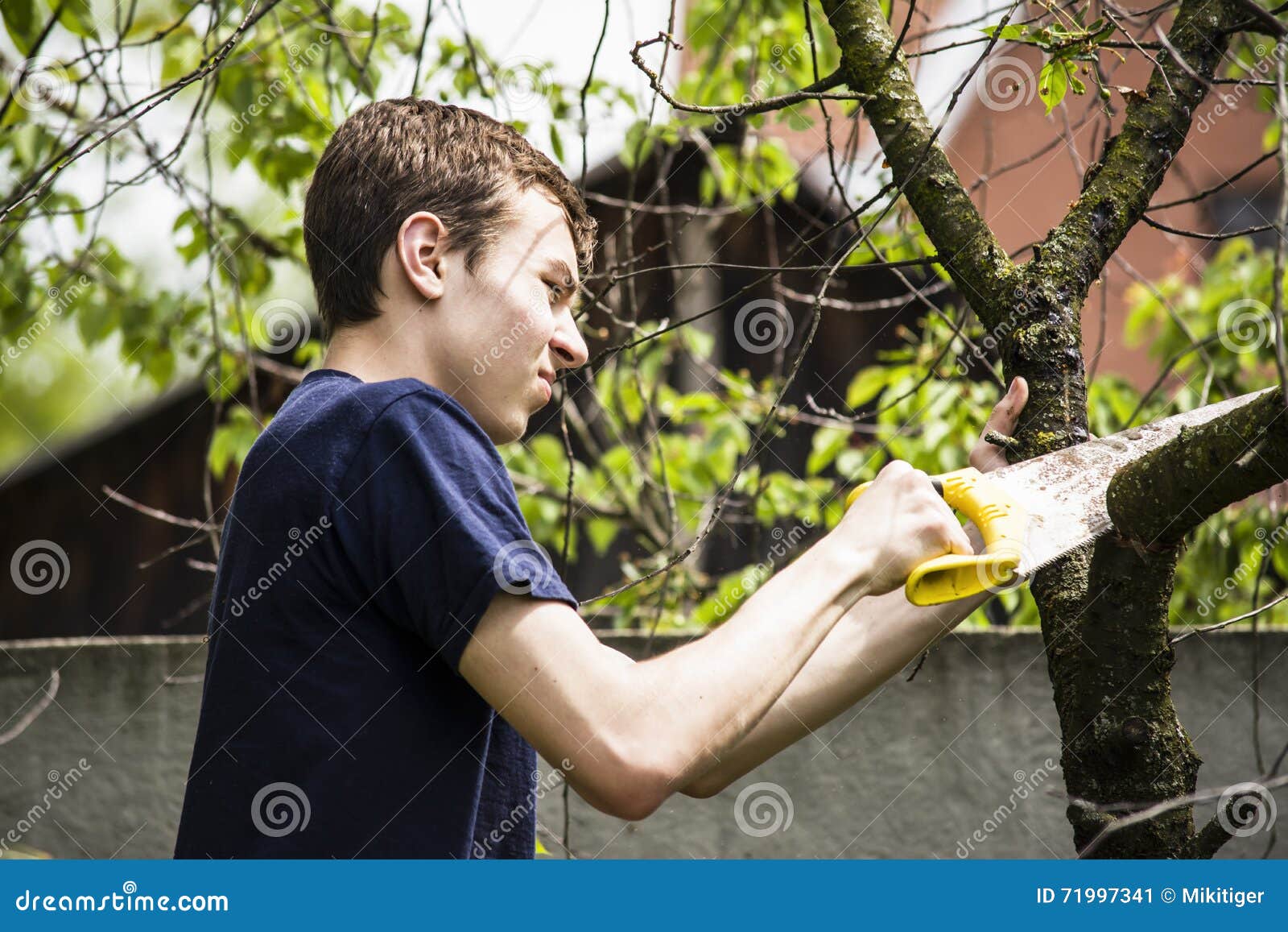 A man cut down a dry tree stock image. Image of peel - 71997341