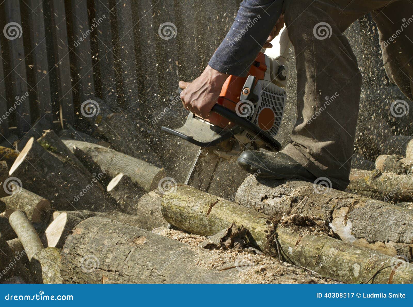 Man cuts a fallen tree. stock image. Image of lumberjack - 40308517