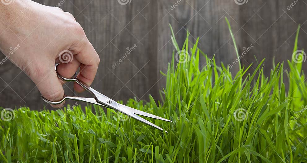 Man Cuts Grass for Lawn with Scissors, Fresh Cut Lawn Stock Image ...