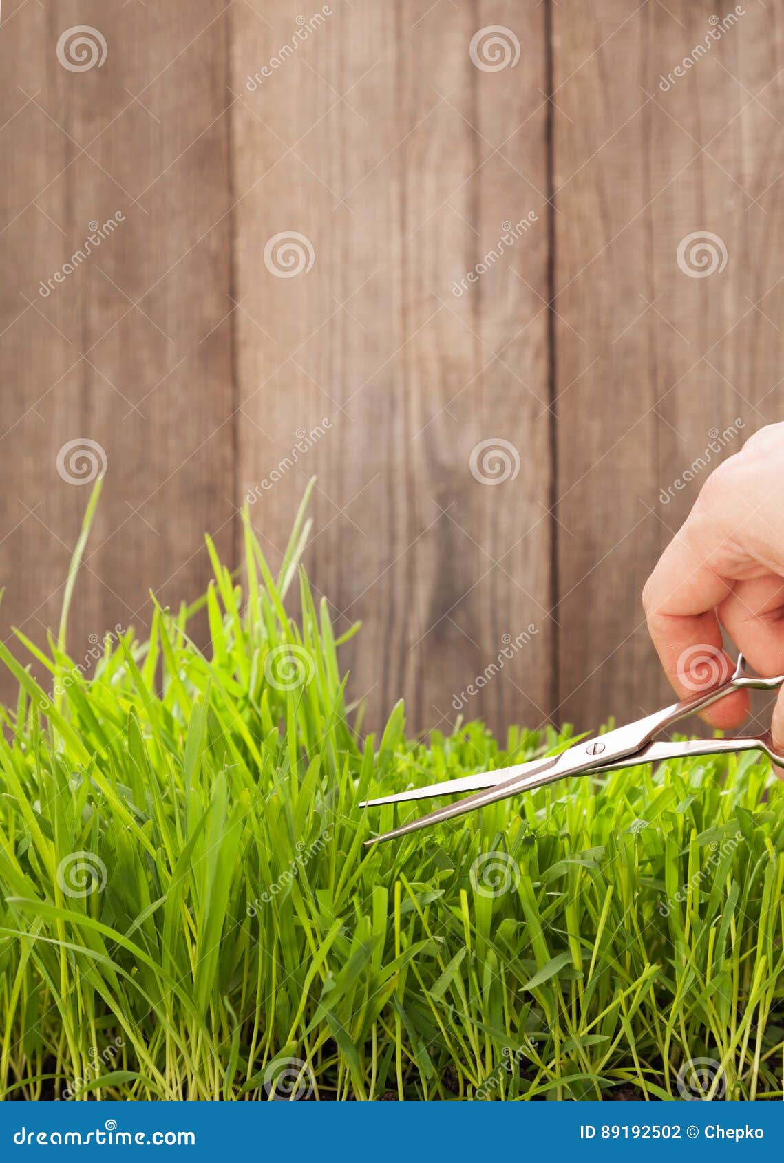 Man Cuts Grass for Lawn with Scissors, Stock Photo - Image of ...