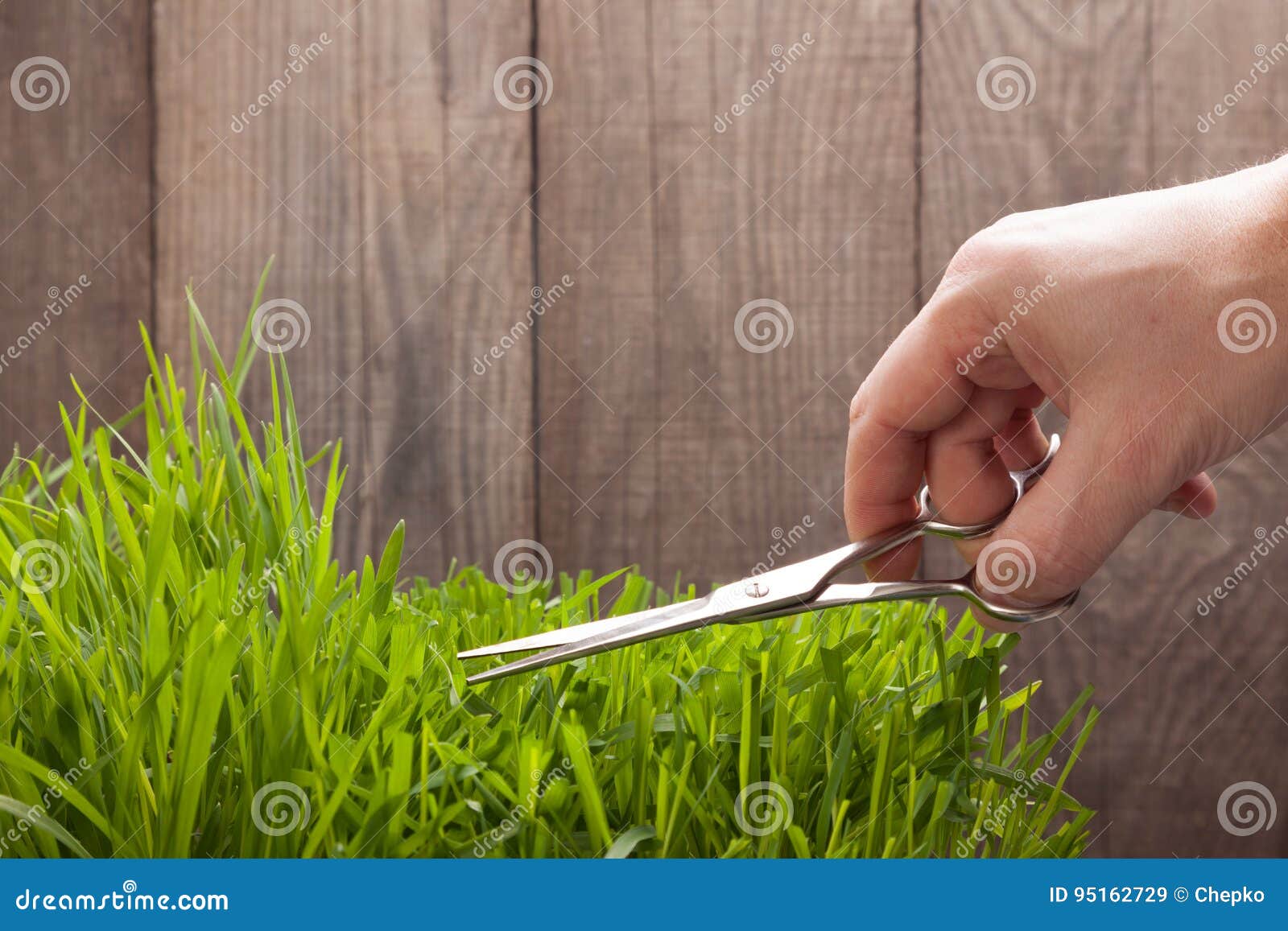Man Cuts Grass for Lawn with Scissors, Fresh Cut Lawn Stock Image ...