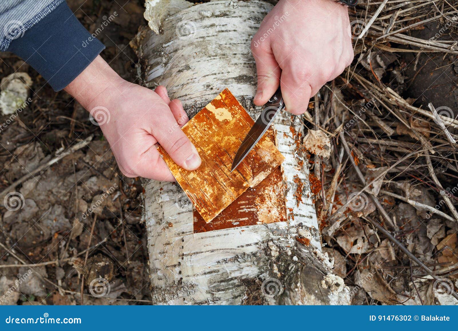 Man Cuts Off the Bark from the Fallen Trunk of a Birch. Stock Photo ...