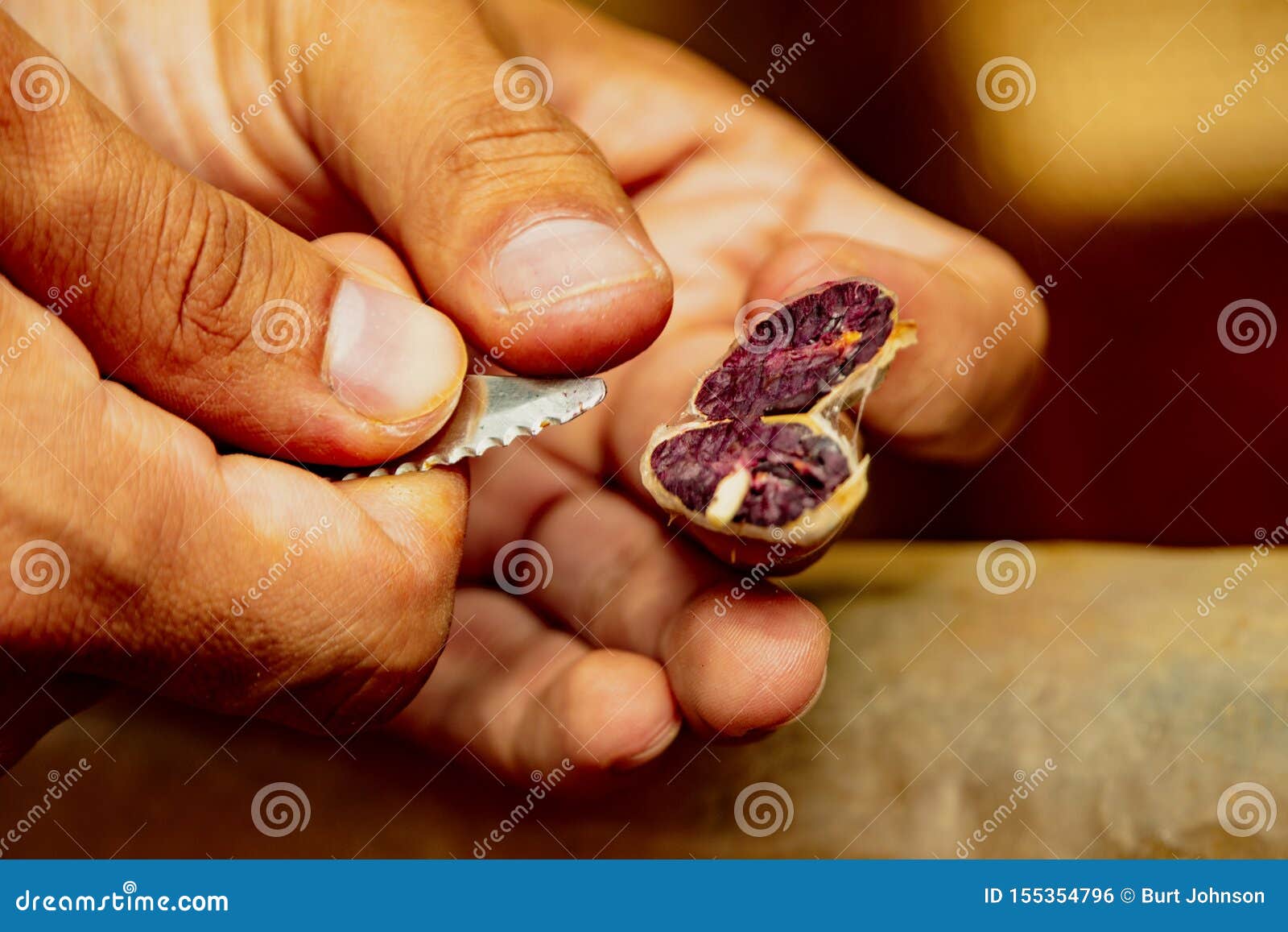 Man Cuts Open A Dried Chocolate Bean To Display Stock Photo ...