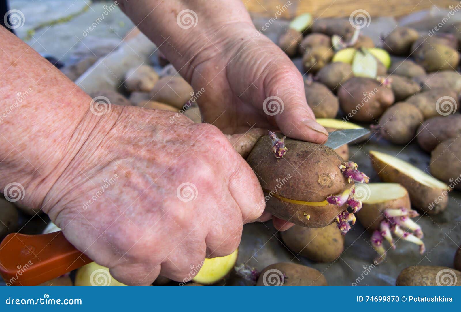 A Man Cuts the Potato Tuber into Pieces before Planting Stock Photo ...