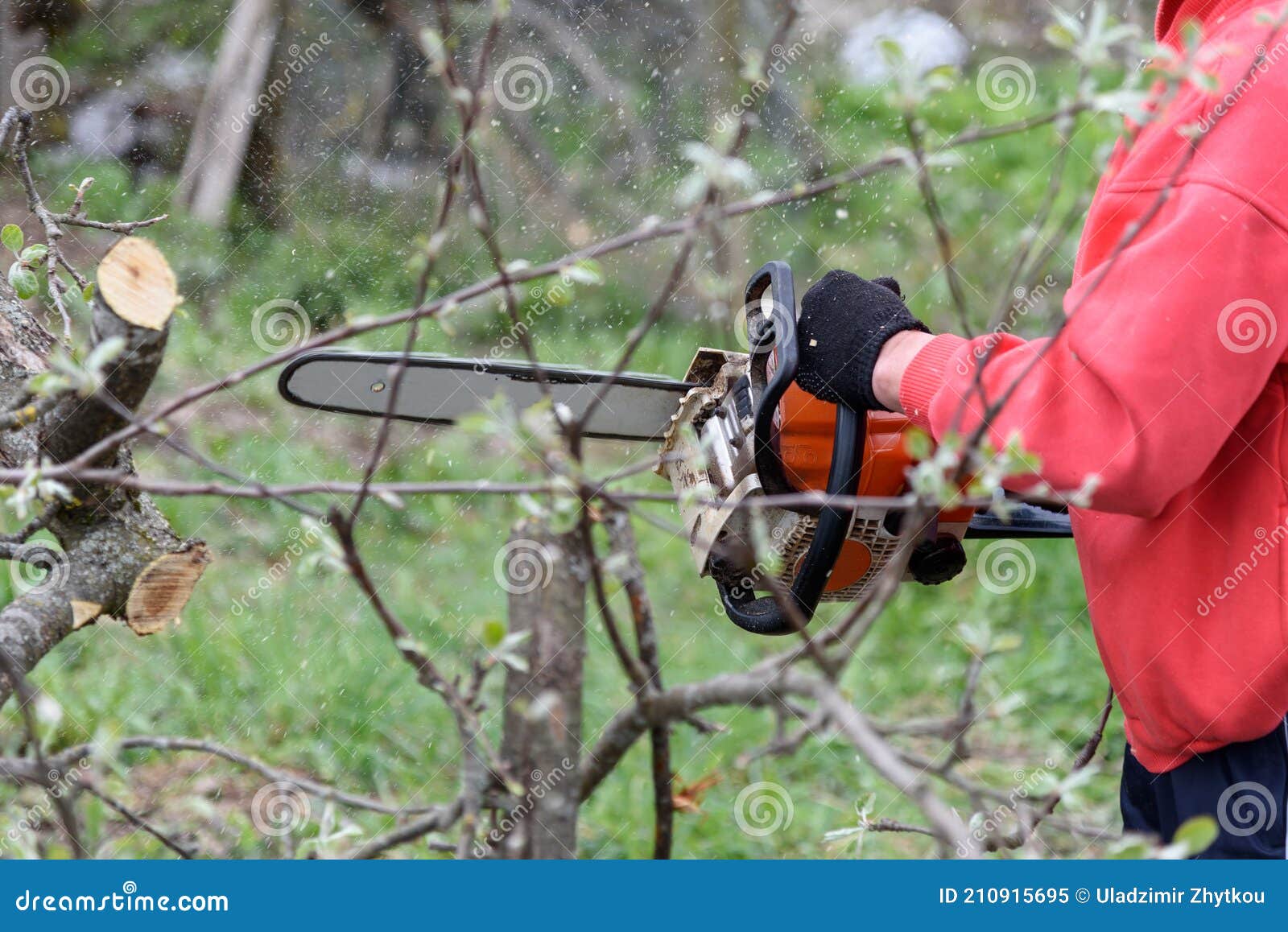 A Man Cuts a Tree with a Chainsaw. Pruning Trees. Stock Image - Image ...